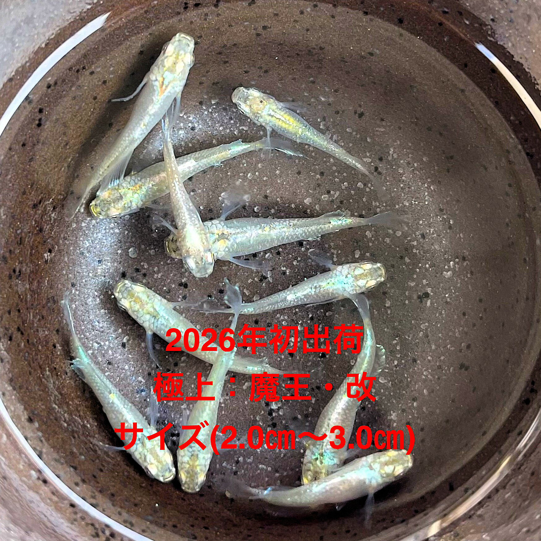 ●※めだか2026年初出荷※●最新世代★極上個体★光体系★【極上：魔王・改：3ペアセット】サイズML(2,0cm〜3,0cm)・在庫がなくなり次第終了致します。●※スマホでご覧の方は画像左下の動画をタッチしてください画像の動画が見られます。...