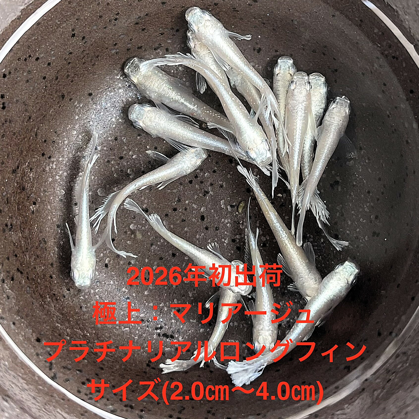 ●※めだか2026年初出荷※●最新世代★極上個体★体外光系★プラチナ★エメラルドフィン★【極上：マリアージュプラチナリアルロングフィン：5ペアセット】サイズML(2,0cm〜4,0cm)・在庫がなくなり次第終了致します。●※スマホでご覧の方...