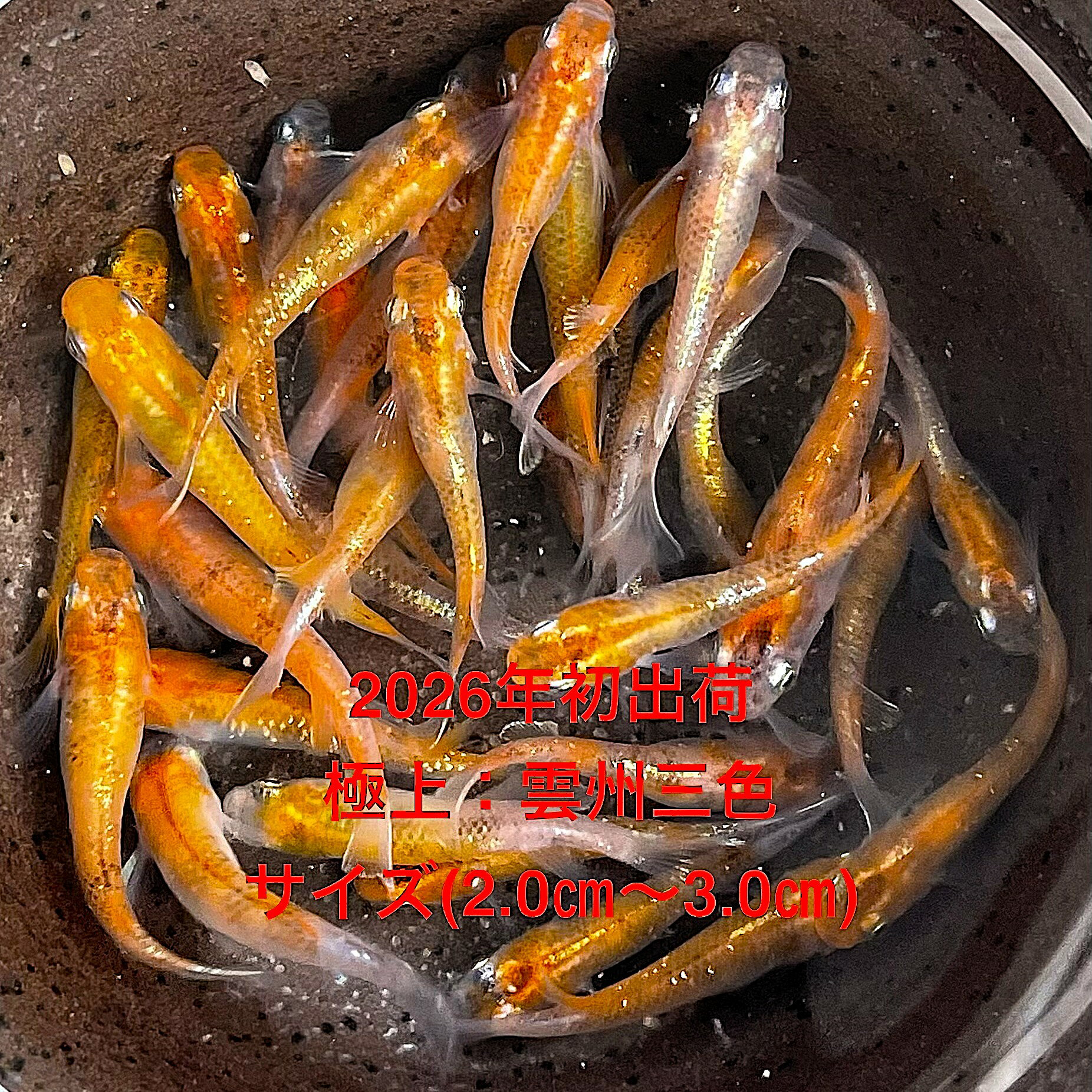 ●※めだか2026年初出荷※●最新世代★極上個体★三色系★【極上：雲州三色：3ペアセット】サイズML(2,0cm〜3,0cm)・在庫がなくなり次第終了致します。●※スマホでご覧の方は画像左下の動画をタッチしてください画像の動画が見られます。...