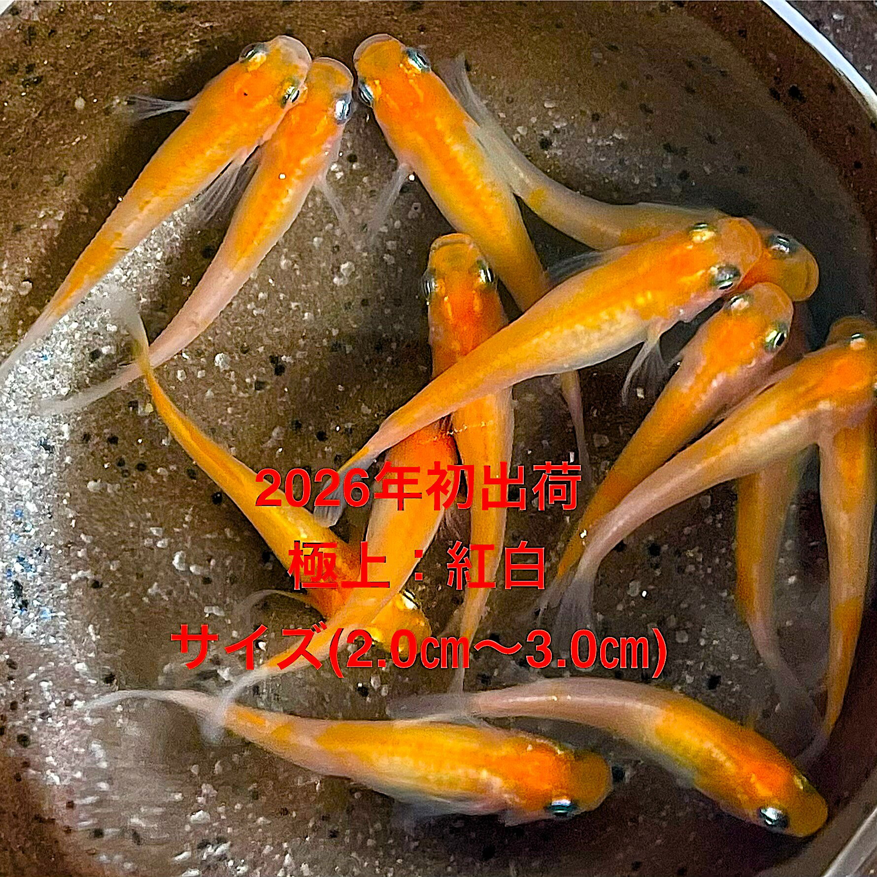 ●※めだか2026年初出荷※●最新世代★極上個体★二色系★【極上：紅白：3ペアセット】サイズML(2,0cm〜3,0cm)・在庫がなくなり次第終了致します。●※スマホでご覧の方は画像左下の動画をタッチしてください画像の動画が見られます。※●...