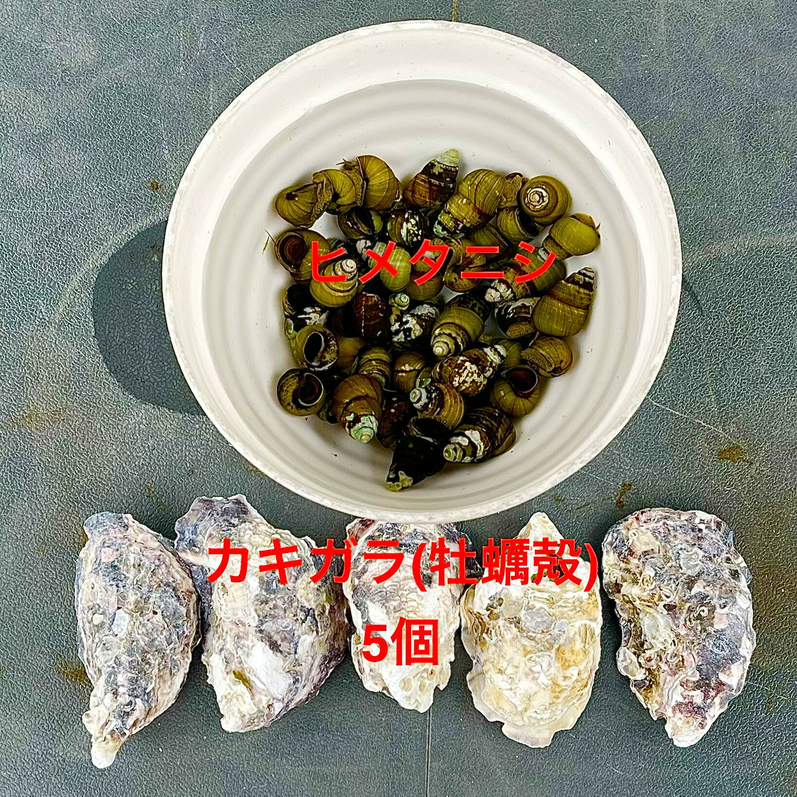※★水質浄化★PH調整★2種類セット★初出荷★【ヒメタニシ30個：カキガラ5個】★コケ取り★水質浄化★ランダム★・在庫がなくなり次第終了致します。●ヒメタニシ：淡水生の貝類。pH6.0～7.0程度で水温5～28度ほどで飼育できるなど、低水温...