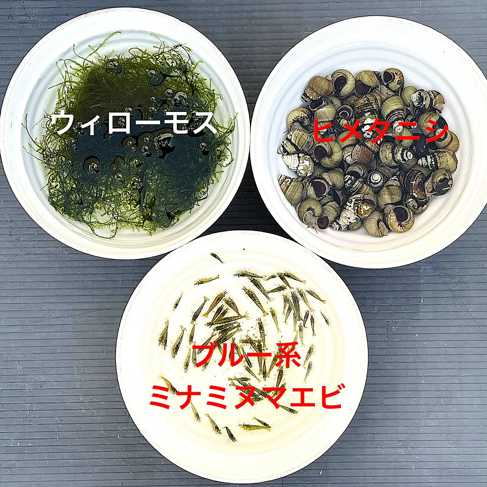 ※★水質浄化★残餌処理★ブリーディング★3種類セット★初出荷★【ヒメタニシ10個：ミナミヌマエビ20匹：ウィローモス20g】★コケ取り★残餌駆除★ブリーディング★ランダム★・在庫がなくなり次第終了致します。●※スマホでご覧の方は画像左下の動...