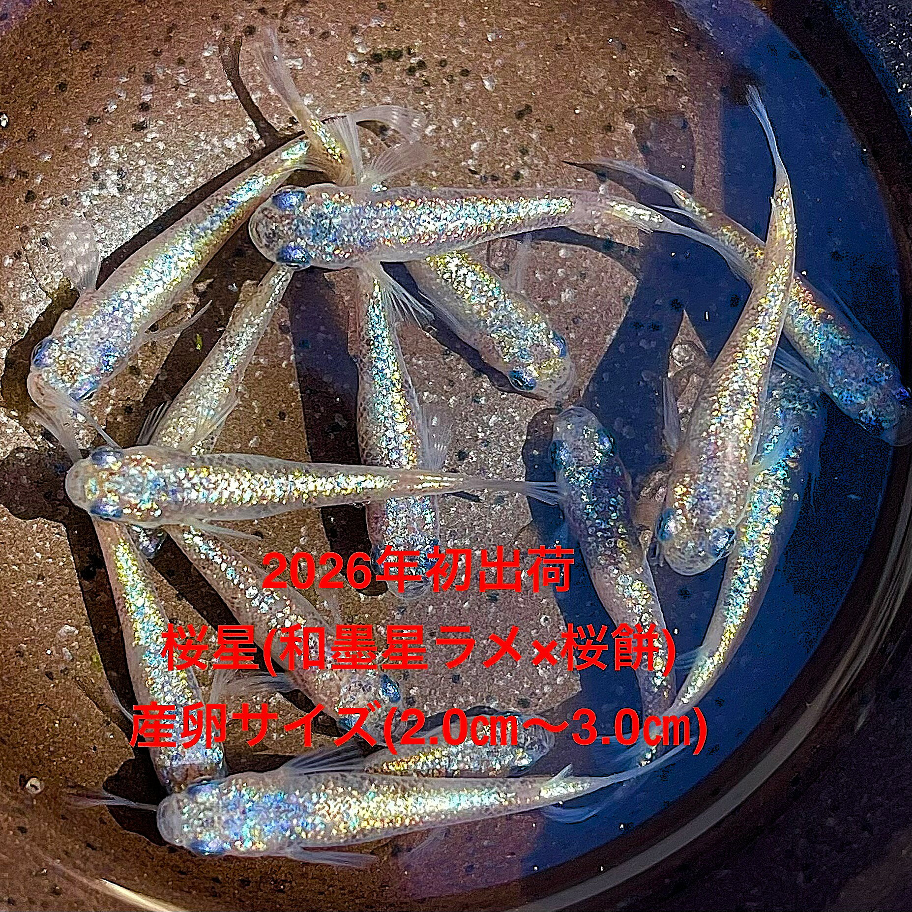 ●※めだか2026年初出荷※●新種●最新世代★極上固体★ブルーサファイア系★種親クラス★【桜星(和墨星ラメ×桜餅）：3ペアセット】産卵サイズ(2,0cm～3,0cm)・在庫が無くなり次第終了致します。●※スマホでご覧の方は画像左下の動画をタ...