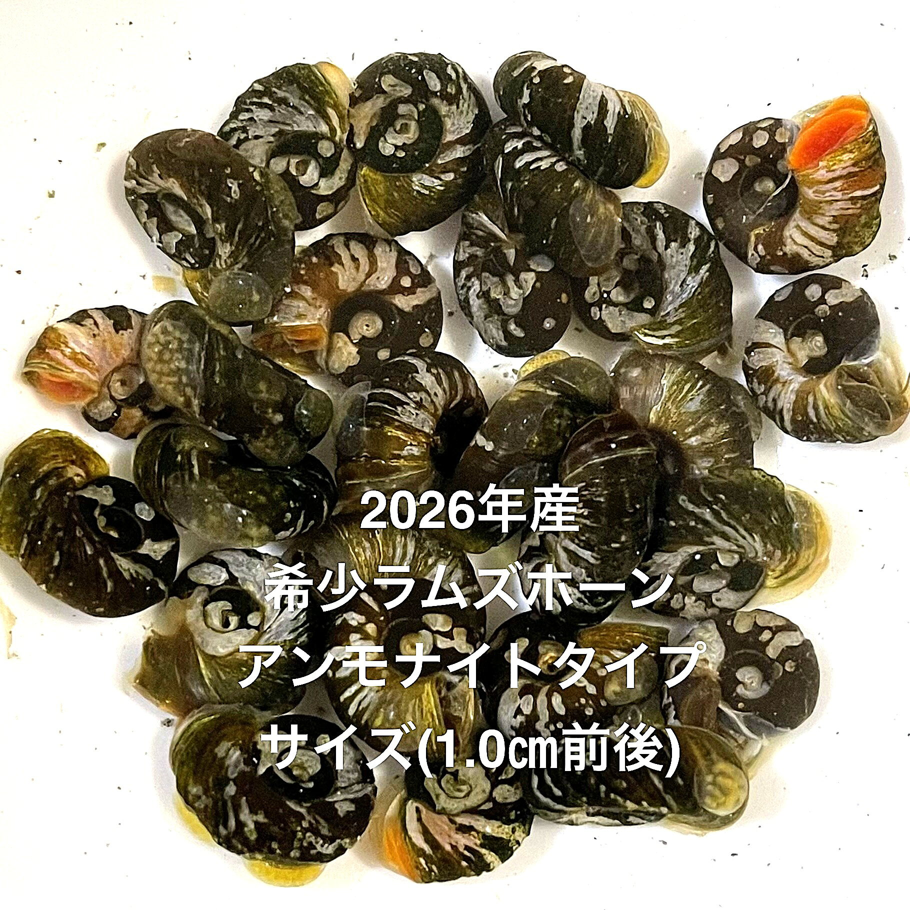 ●※2026年産※●苔処理★残餌処理★ブラック系★水質浄化★希少固体★【希少アンモナイトラムズホーン：30匹＋α】サイズS(1.0cm前後）在庫が無くなり次第終了致します。●※スマホでご覧の方は画像左下の動画をタッチしてください画像の動画が...