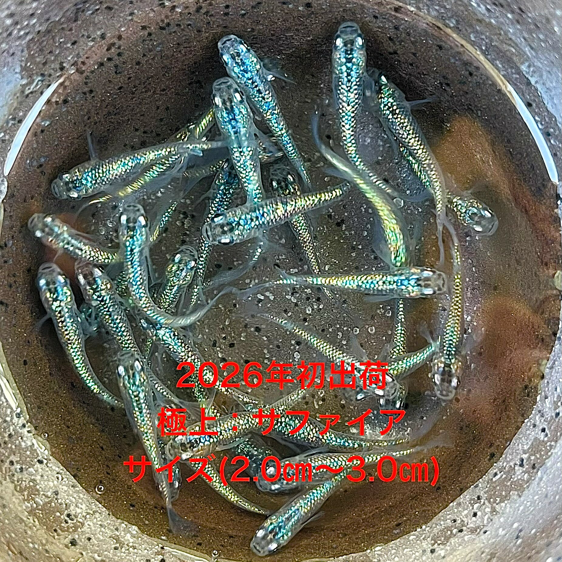 ●※めだか2026年初出荷※●最新世代★極上個体★ブルーラメ系★【極上：サファイア：5ペアセット】サイズML(2,0cm〜3,0cm)・在庫がなくなり次第終了致します。●※スマホでご覧の方は画像左下の動画をタッチしてください画像の動画が見ら...