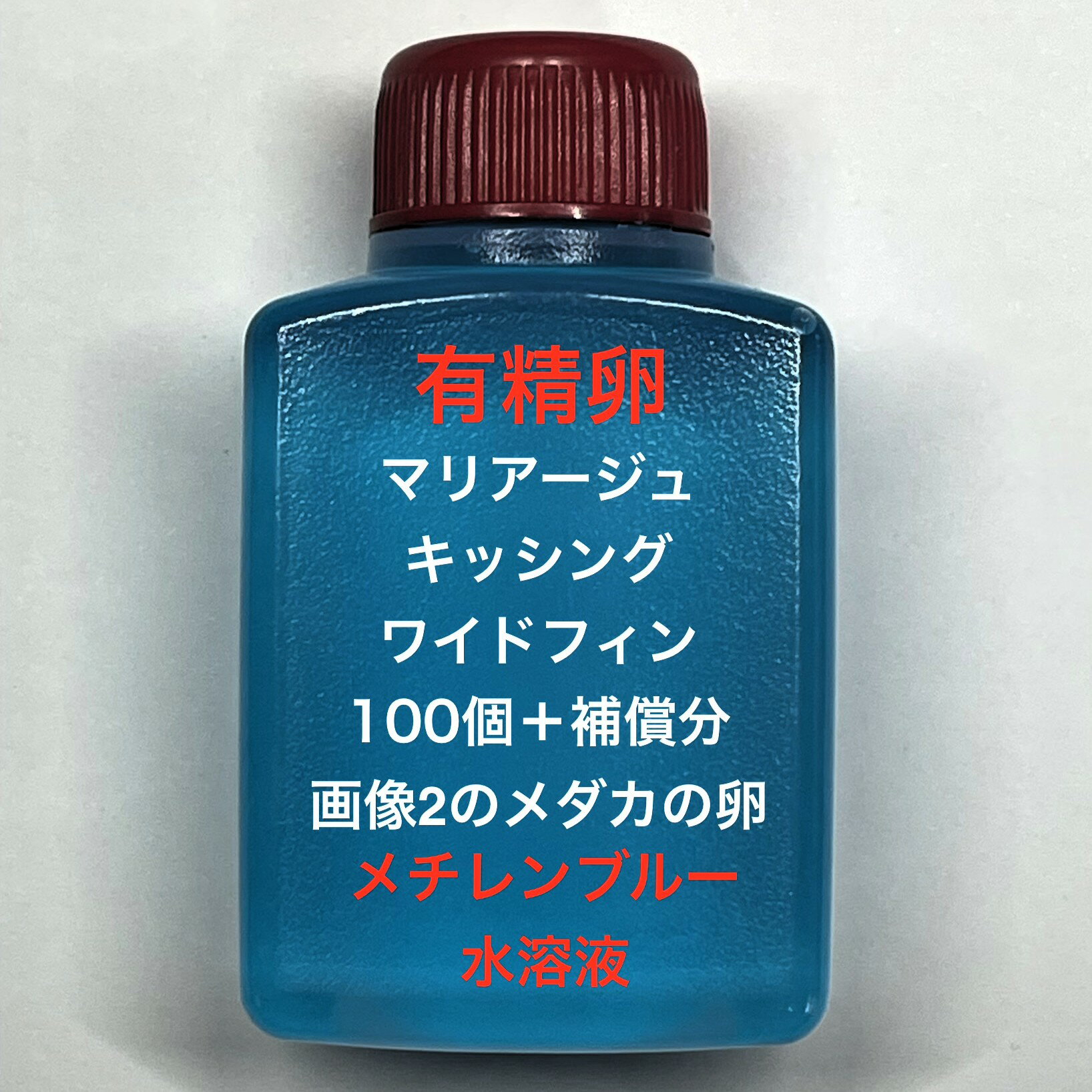 R●※メダカの卵・有精卵初出荷※●マリアージュ★画像2のメダカの卵【マリアージュキッシングワイドフィン有精卵：100個＋補償分】：在庫がなくなり次第終了致します。※●自店舗で生産している画像2のマリアージュキッシングワイドフィンの有精卵を発...