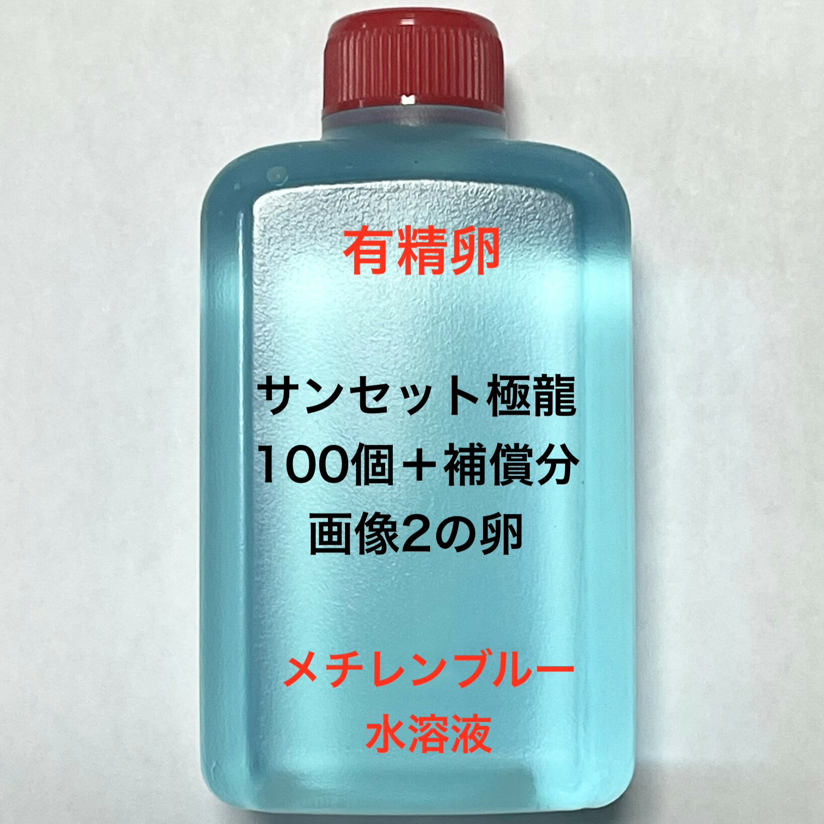 L●※メダカの卵・有精卵初出荷※●サンセット極龍★画像2のメダカの卵【サンセット極龍有精卵：100個＋補償分】：在庫がなくなり次第終了致します。※●自店舗で生産している画像2のサンセット極龍の有精卵を発送致します。卵ですので補償はありません...