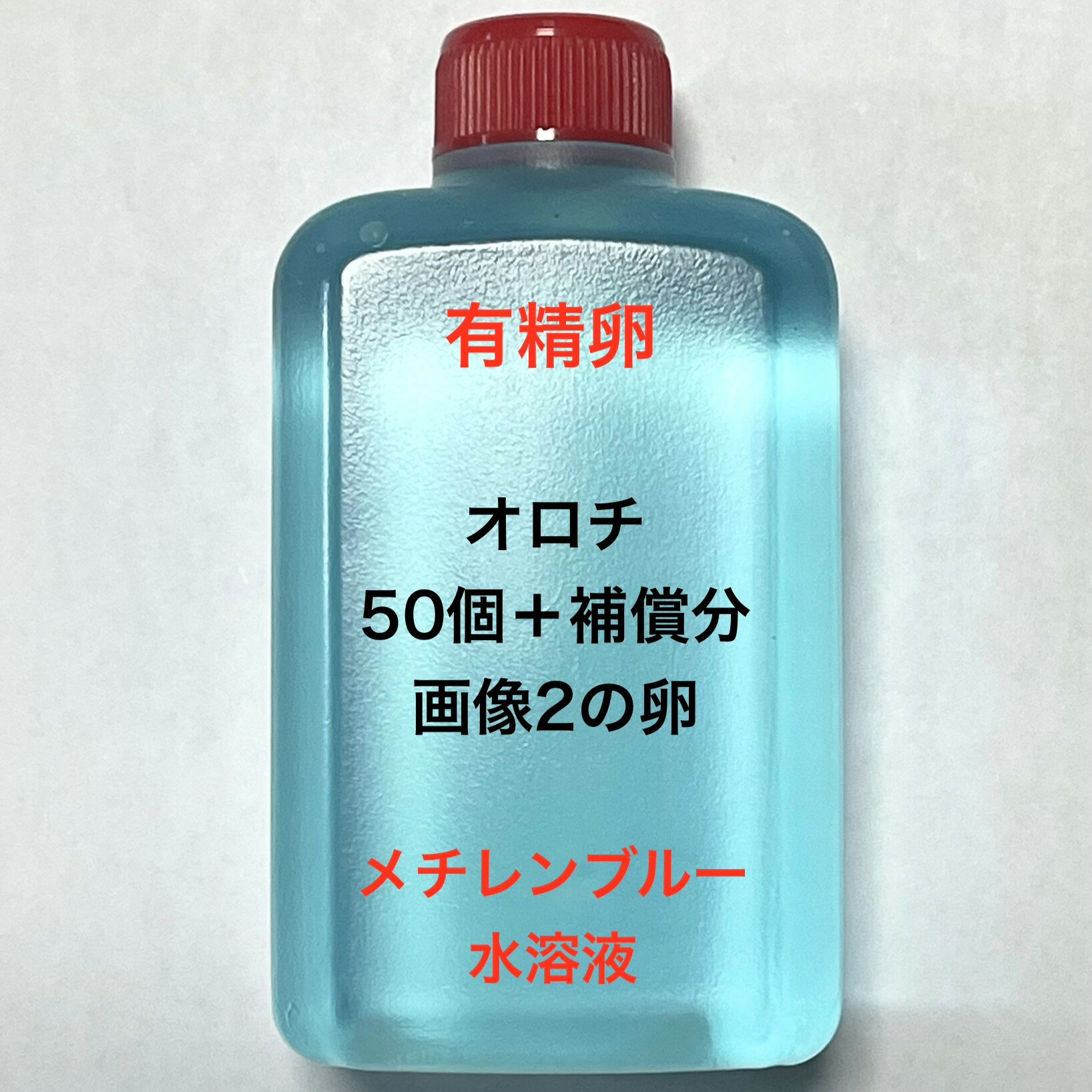 M●※メダカの卵・有精卵初出荷※●オロチ★画像2のメダカの卵【オロチ：有精卵：50個＋補償分】：在庫がなくなり次第終了致します。※●自店舗で生産している画像2のオロチの有精卵を発送致します。卵ですので補償はありませんが多少多く入れて発送いた...