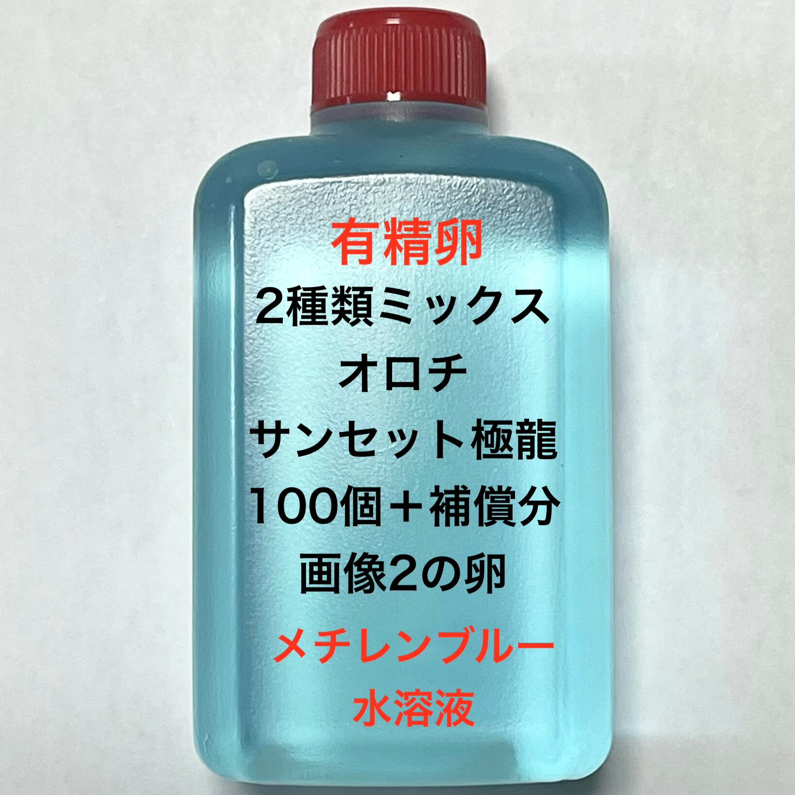 H●※メダカの卵・有精卵初出荷※●2種類ミックス★画像2のメダカの卵【オロチ：サンセット極龍・有精卵：100個＋補償分】：在庫がなくなり次第終了致します。※●自店舗で生産している画像2の2種類ミックスの有精卵を発送致します。卵ですので補償は...