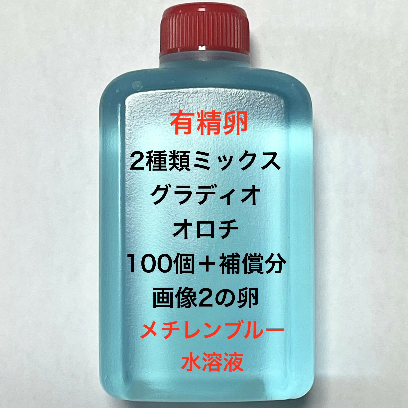 L●※メダカの卵・有精卵初出荷※●2種類ミックス★画像2.3のメダカの卵【グラディオ：オロチ・有精卵：100個＋補償分】：在庫がなくなり次第終了致します。※●自店舗で生産している画像2.3の2種類ミックスの有精卵を発送致します。卵ですので補...