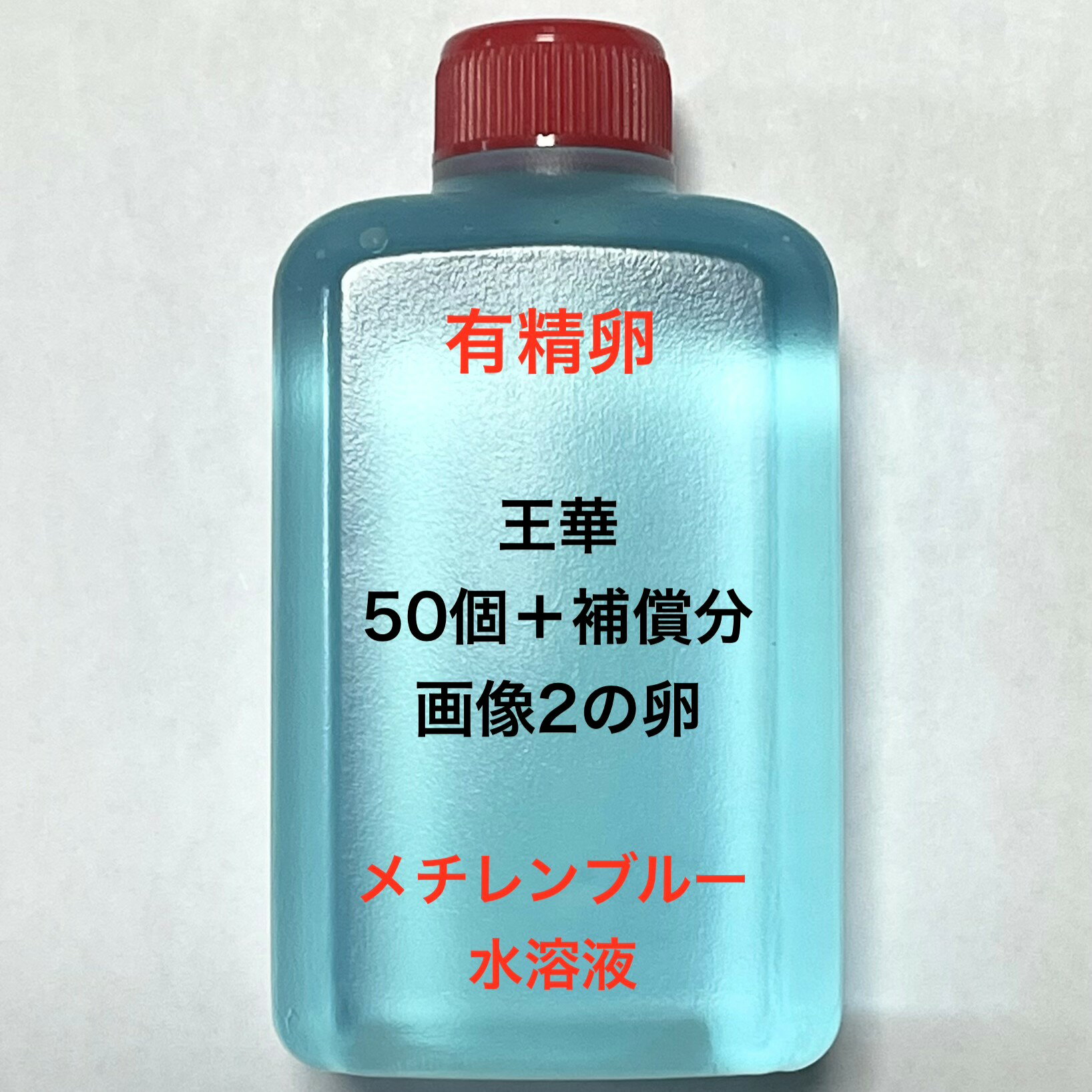 Z●※メダカの卵・有精卵初出荷※●王華★画像2のメダカの卵【王華有精卵：50個＋補償分】：在庫がなくなり次第終了致します。※●自店舗で生産している画像2の有精卵を発送致します。卵ですので補償はありませんが多少多く入れて発送いたします。水カビ...