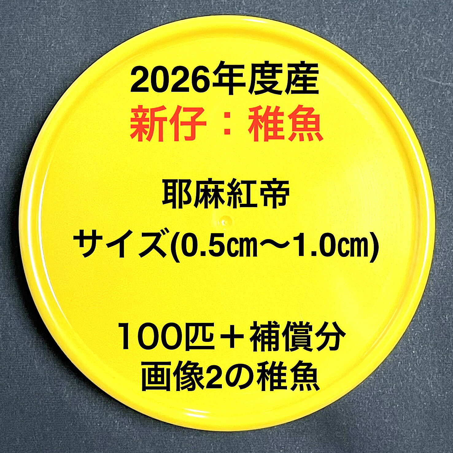 V1●※メダカ稚魚初出荷※●2026年度産●極上：極赤★画像2のメダカの稚魚【耶摩紅帝：100匹＋補償分】サイズ(0.5cm～1.0cm）在庫がなくなり次第終了致します。※●自店舗で生産している画像2の小野紅帝の稚魚を発送致します。稚魚です...