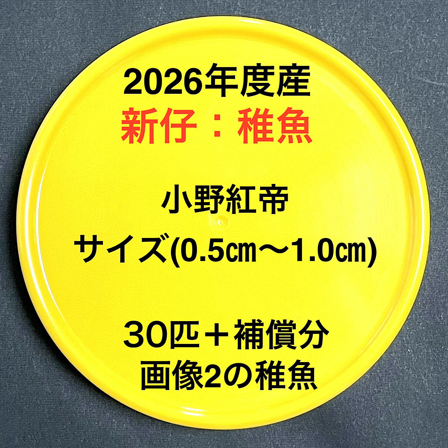 J1●※メダカ稚魚初出荷※●2026年度産●極上：極赤★画像2のメダカの稚魚【小野紅帝：30匹＋補償分】サイズ(0.5cm～1.0cm）在庫がなくなり次第終了致します。※●自店舗で生産している画像2の小野紅帝の稚魚を発送致します。稚魚ですの...
