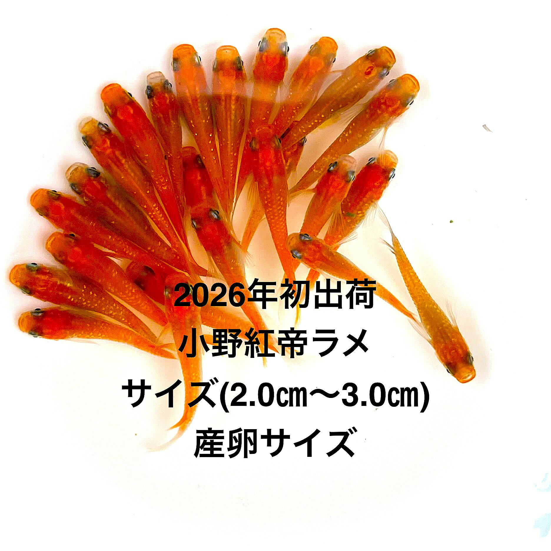 ●※めだか2026年初出荷※●最新世代★極上極赤★レッド系★種親クラス★【小野紅帝ラメ：5ペアセット】サイズML(2.0cm～3.0cm）・在庫がなくなり次第終了致します。●※スマホでご覧の方は画像左下の動画をタッチしてください画像の動画が...