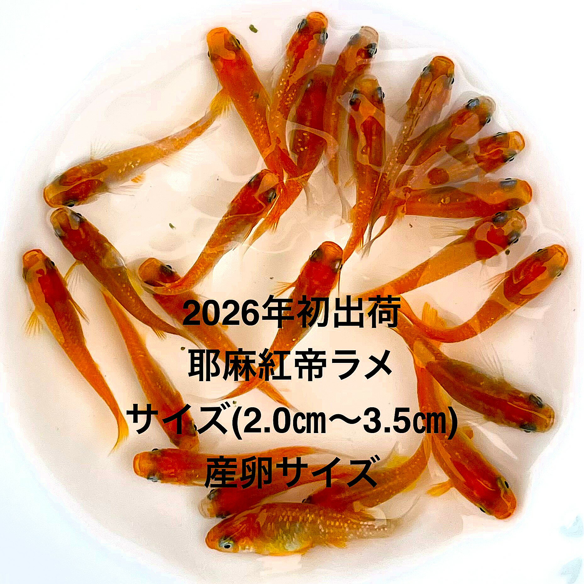 ●※めだか2026年初出荷※●最新世代★極上極赤★レッド系★種親クラス★【耶摩紅帝ラメ：3ペアセット】サイズML(2.0cm～3.5cm）・在庫がなくなり次第終了致します。●※スマホでご覧の方は画像左下の動画をタッチしてください画像の動画が...