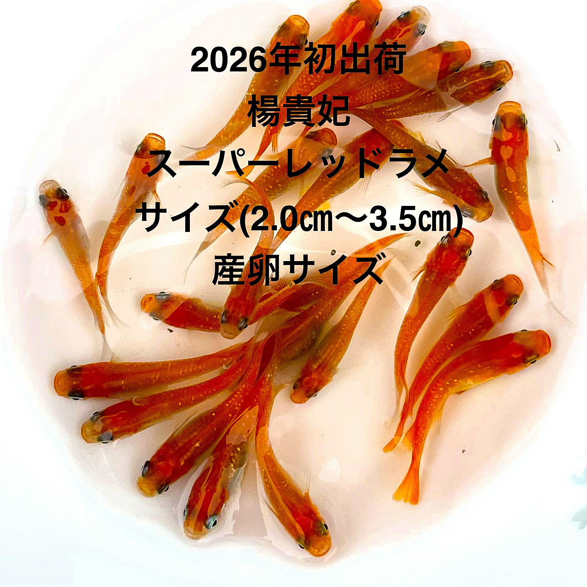 ●※めだか2026年初出荷※●最新世代★極上極赤★レッド系★種親クラス★【楊貴妃スーパーレッドラメ：5ペアセット】サイズML(2.0cm～3.5cm）・在庫がなくなり次第終了致します。●※スマホでご覧の方は画像左下の動画をタッチしてください...