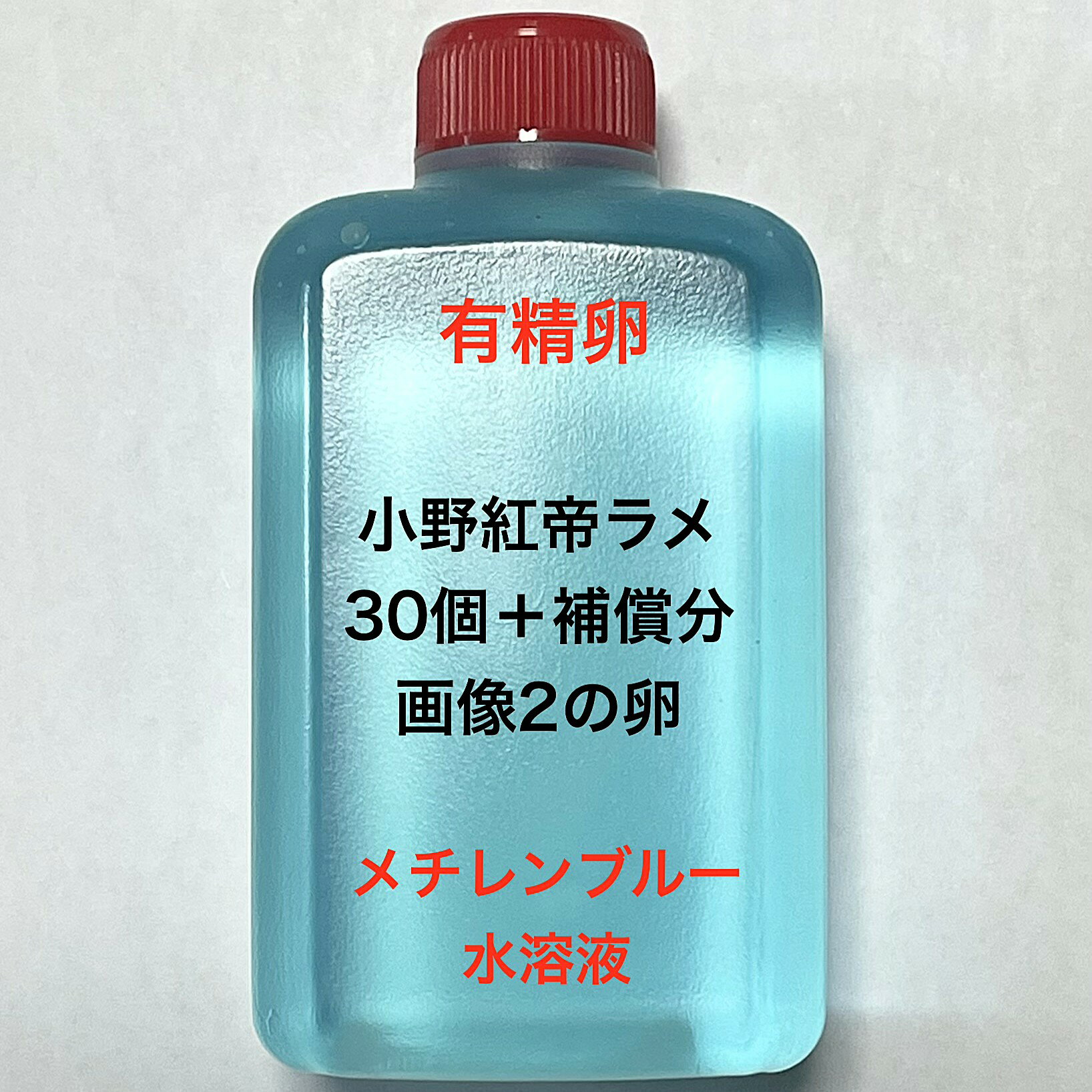 H●※メダカの卵・有精卵初出荷※●小野紅帝ラメ★画像2のメダカの卵【小野紅帝ラメ有精卵：30個＋補償分】：在庫がなくなり次第終了致します。※●自店舗で生産している画像2の小野紅帝ラメの有精卵を発送致します。卵ですので補償はありませんが多少多...