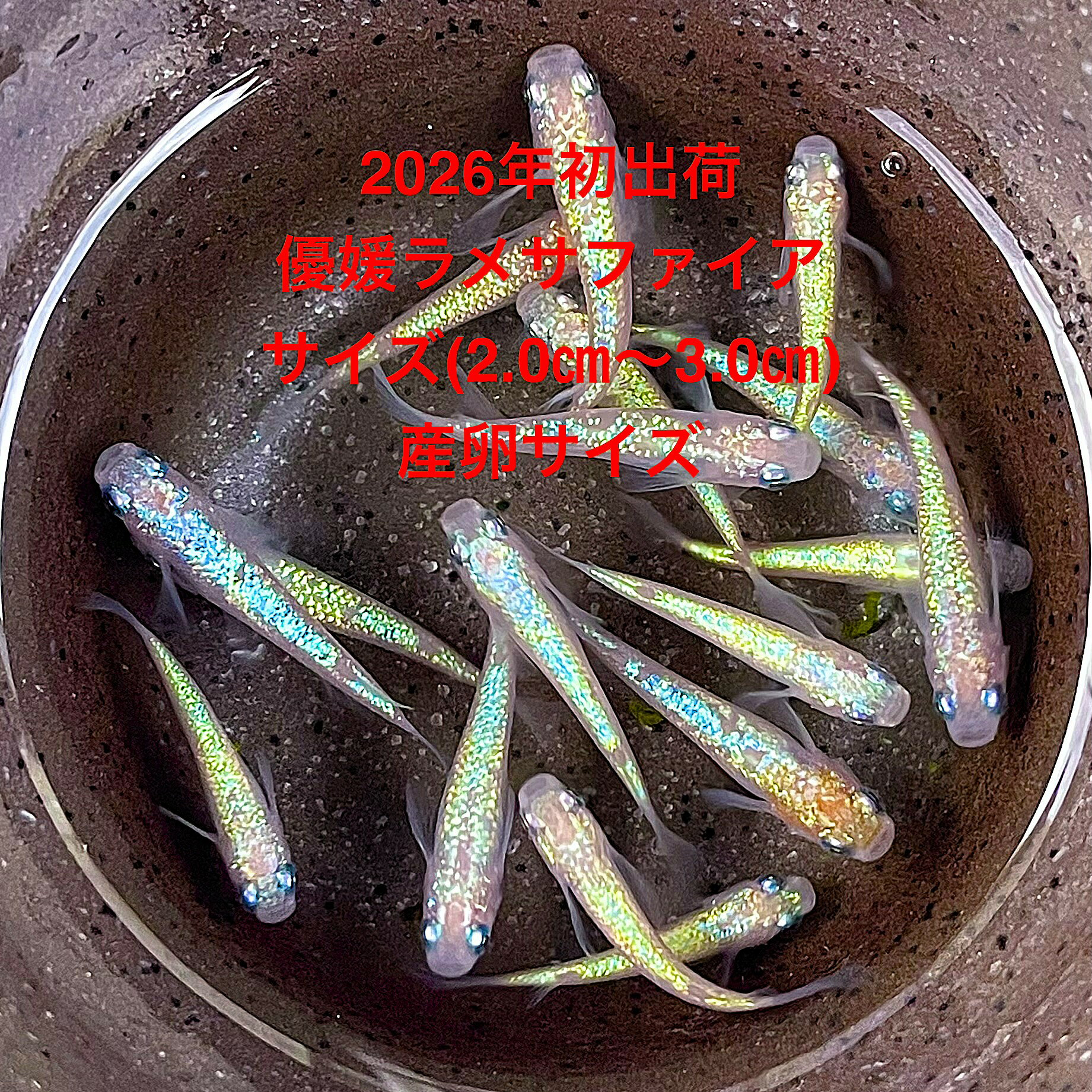 ●※めだか2026年初出荷※●新種●最新世代★極上固体★ピンクサファイア系★種親クラス★【優媛ラメサファイア：5ペアセット】サイズML(2,0cm～3,0cm)。在庫が無くなり次第終了致します。●※スマホでご覧の方は画像左下の動画をタッチし...
