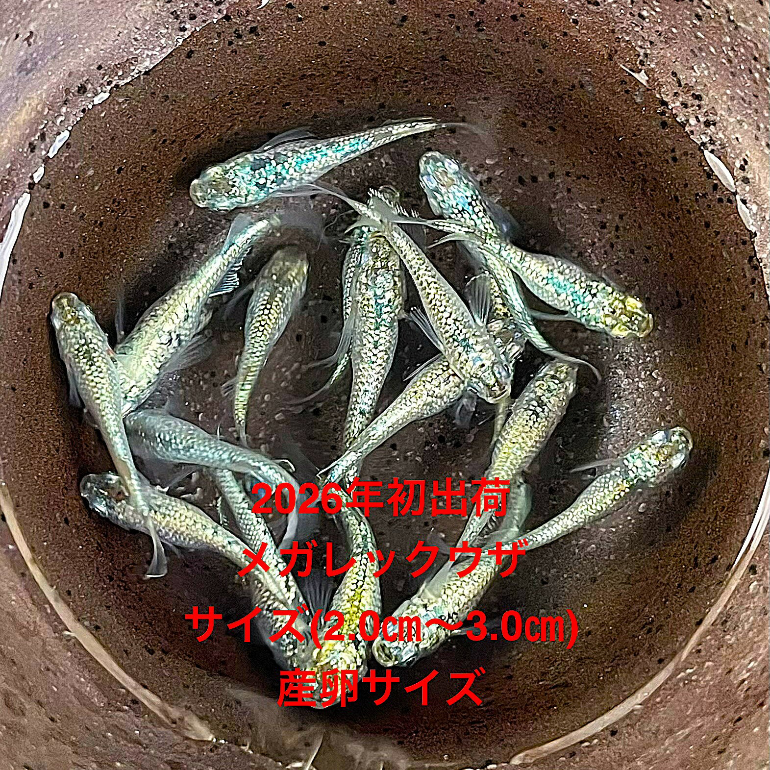●※めだか2026年初出荷※●新種●最新世代★極上固体★スーパーラメ系★種親クラス★【メガレックウザ：3ペアセット】サイズML(2,0cm～3,0cm)。在庫が無くなり次第終了致します。●※スマホでご覧の方は画像左下の動画をタッチしてくださ...