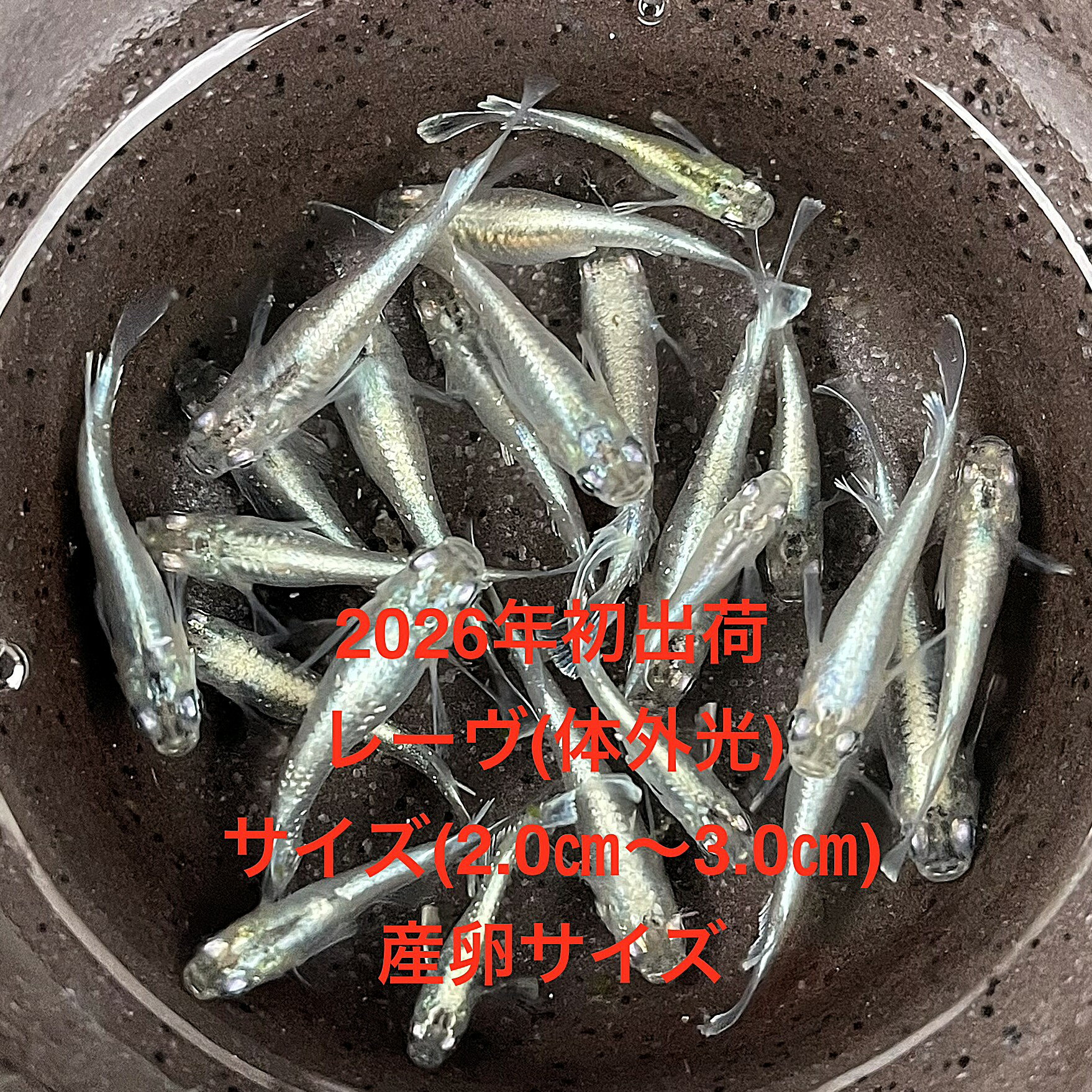 ●※めだか2026年初出荷※●新種●最新世代★極上固体★エメキン系★種親クラス★【レーヴ：3ペアセット】サイズML(2,0cm～3,0cm)。在庫が無くなり次第終了致します。●※スマホでご覧の方は画像左下の動画をタッチしてください画像の動画...