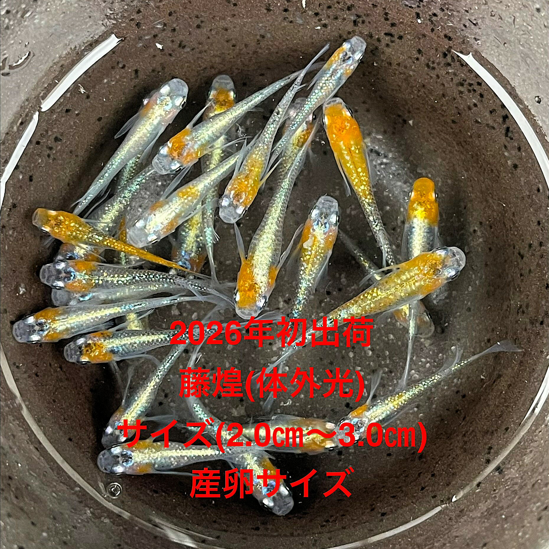 ●※めだか2026年初出荷※●新種●最新世代★極上固体★レッド体外光系★種親クラス★【藤煌：3ペアセット】サイズML(2,0cm～3,0cm)。在庫が無くなり次第終了致します。●※スマホでご覧の方は画像左下の動画をタッチしてください画像の動...