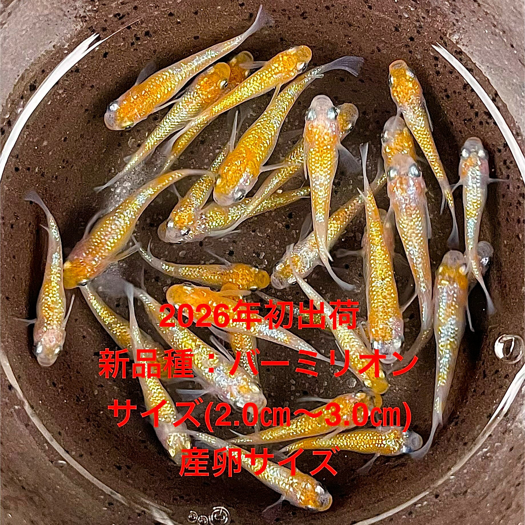 ●※めだか2026年初出荷※●新種●最新世代★極上固体★レッドサファイア系★種親クラス★【バーミリオン：3ペアセット】サイズML(2,0cm～3,0cm)。在庫が無くなり次第終了致します。●※スマホでご覧の方は画像左下の動画をタッチしてくだ...