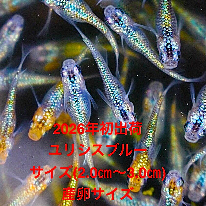 ●※めだか2026年初出荷※●最新世代★極上固体★サファイア系★種親クラス★【ユリシスブルー：5ペアセット】産卵サイズ(2,0cm～3,0cm)・在庫が無くなり次第終了致します。●※スマホでご覧の方は画像左下の動画をタッチしてください画像の...