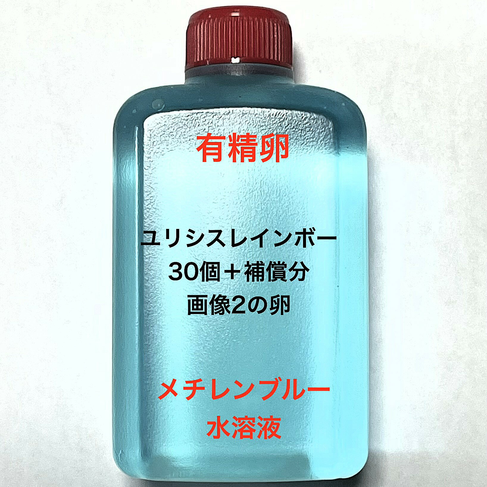 G●※メダカの卵・有精卵初出荷※●ユリシス★画像2のメダカの卵【ユリシスレインボー：30個＋補償分】：在庫がなくなり次第終了致します。※●自店舗で生産している画像2のユリシスレインボーの有精卵を発送致します。卵ですので補償はありませんが多少...