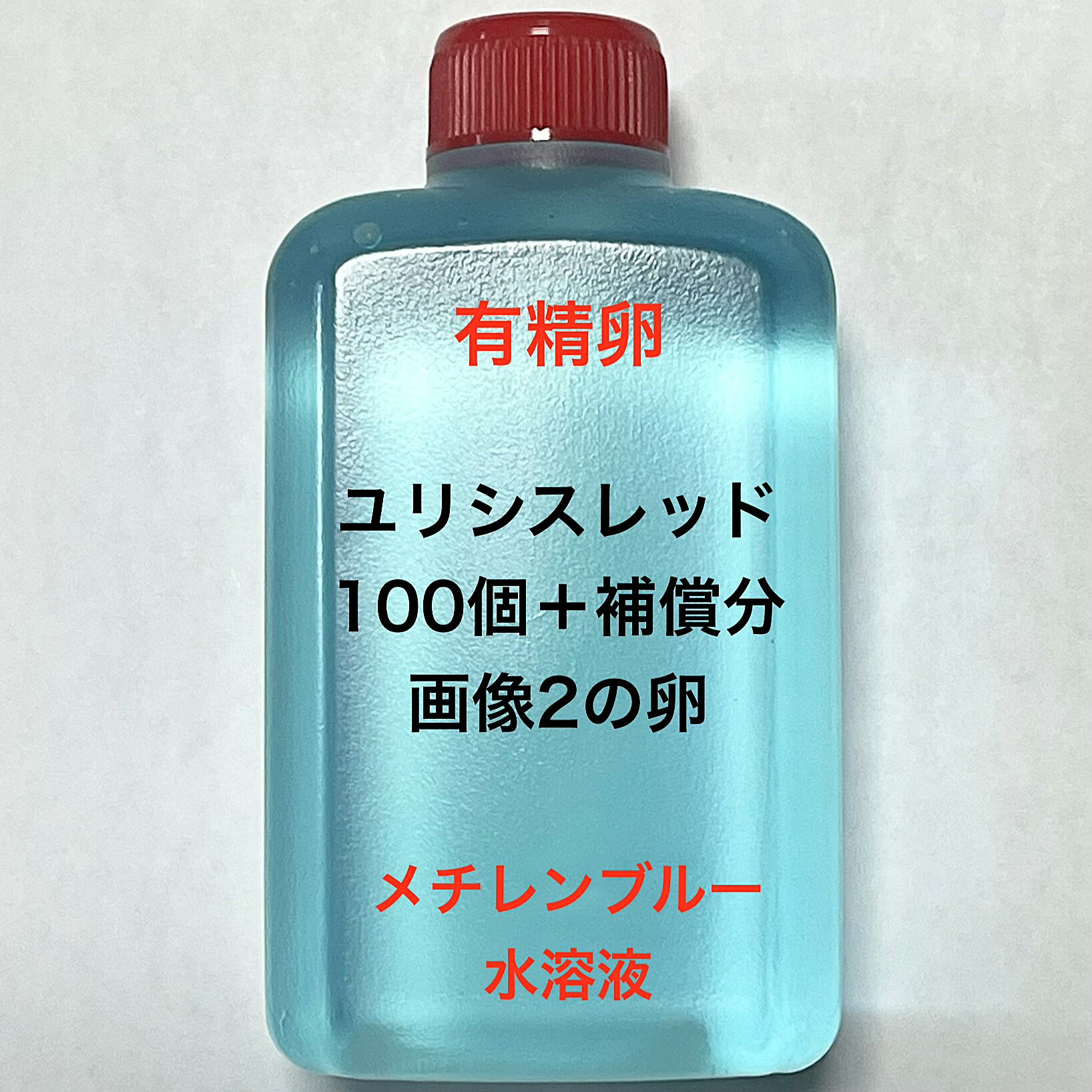 B●※メダカの卵・有精卵初出荷※●ユリシス★画像2のメダカの卵【ユリシスレッド：100個＋補償分】：在庫がなくなり次第終了致します。※●自店舗で生産している画像2のユリシスレッドの有精卵を発送致します。卵ですので補償はありませんが多少多く入...