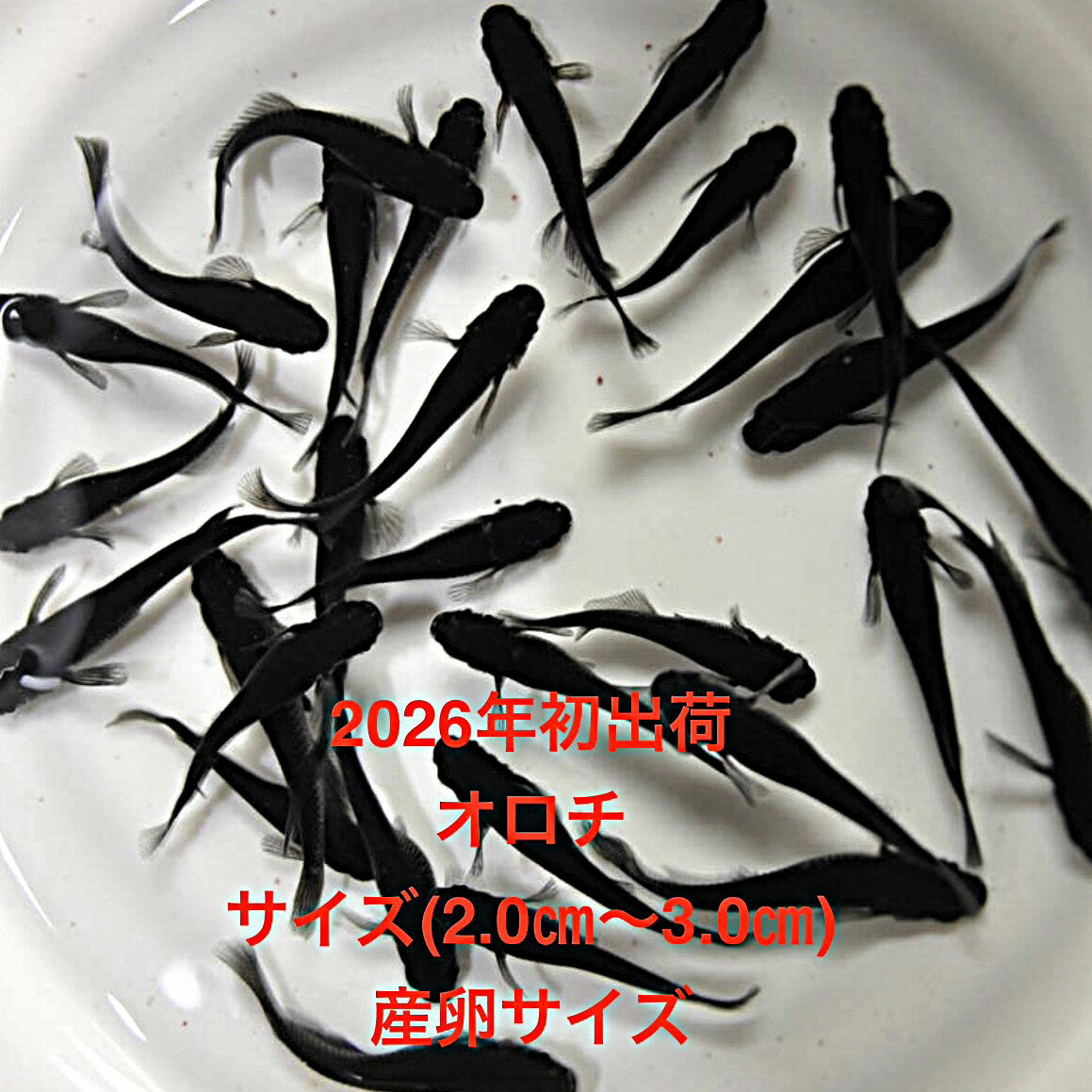 ●※めだか2026年初出荷※●最新世代★極上固体★ブラック系★種親クラス★【オロチ：5ペアセット】サイズML(2.0cm～3.0cm）在庫が無くなり次第終了致します。※●ブラック系の個体になります。●※スマホでご覧の方は画像左下の動画をタッ...