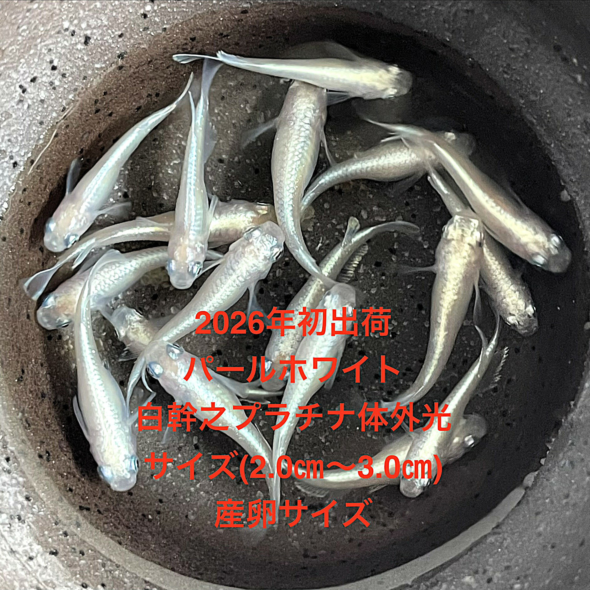 ●※めだか2026年初出荷※●最新世代★極上固体★パールホワイト系★種親クラス★産卵サイズ★【白幹之プラチナ体外光：5ペアセット】サイズML(2.0cm～3.0cm）在庫が無くなり次第終了致します。●※スマホでご覧の方は画像左下の動画をタッ...