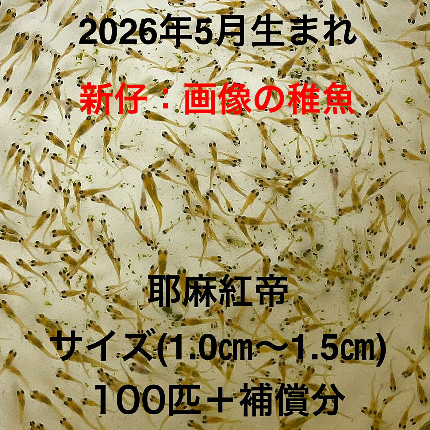 V1●※メダカ稚魚初出荷※●2026年5月生まれ●極上：極赤★画像の稚魚【耶摩紅帝：100匹＋補償分】サイズ(1.0cm～1.5cm）在庫がなくなり次第終了致します。※●自店舗で生産している画像2【親魚】の耶摩紅帝の稚魚を発送致します。●※...