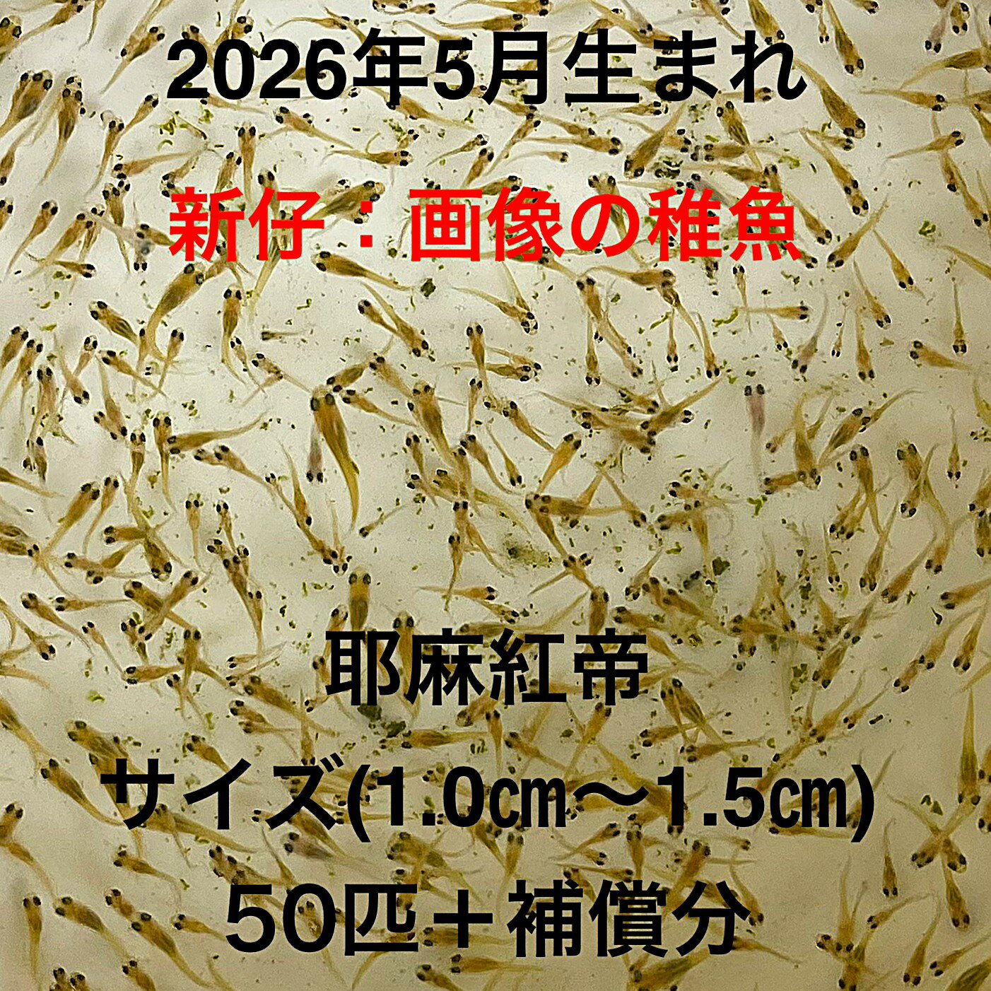V1●※メダカ稚魚初出荷※●2026年5月生まれ●極上：極赤★画像の稚魚【耶摩紅帝：50匹＋補償分】サイズ(1.0cm～1.5cm）在庫がなくなり次第終了致します。※●自店舗で生産している画像2【親魚】の耶摩紅帝の稚魚を発送致します。●※ス...