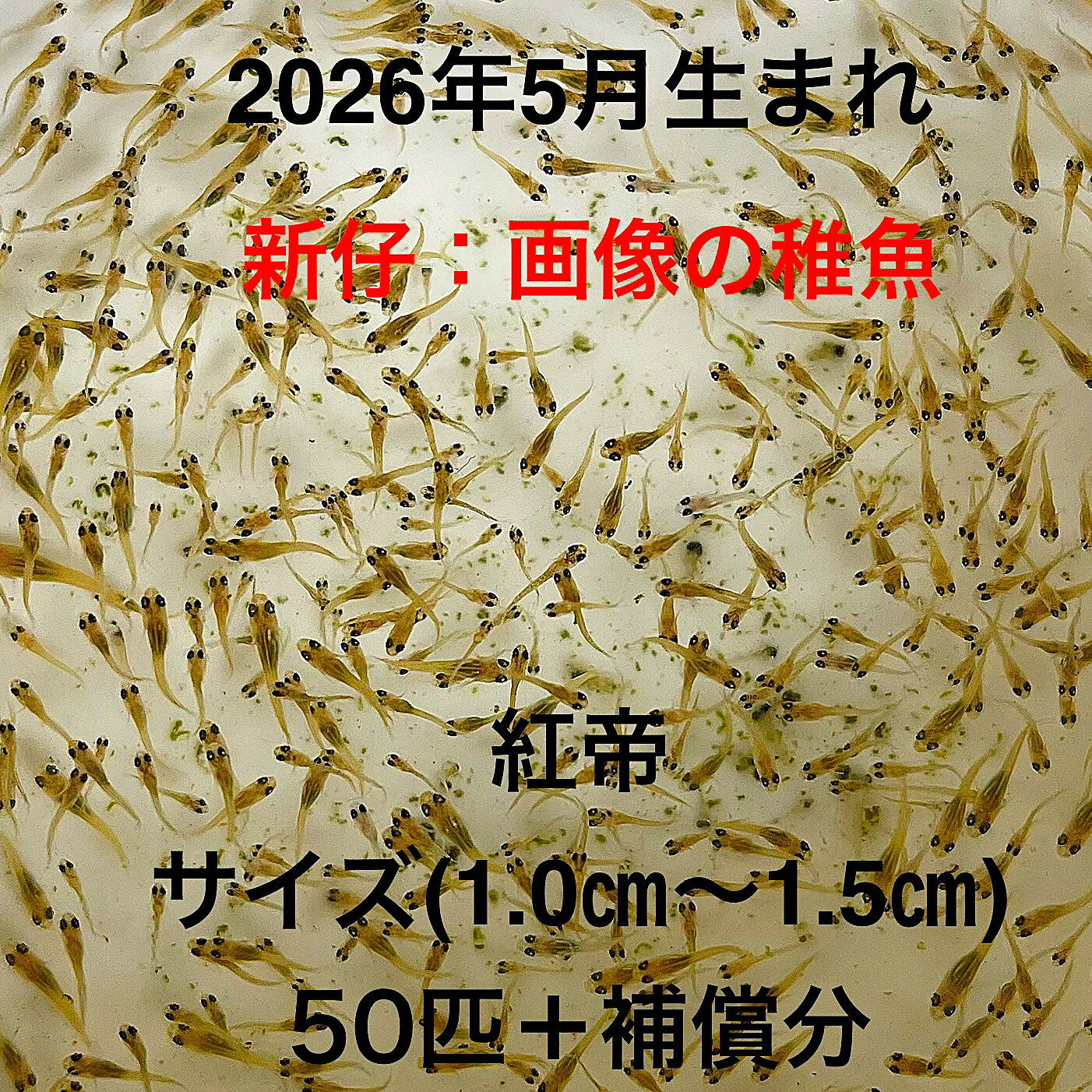 F1●※メダカ稚魚初出荷※●2026年5月生まれ●極上：極赤★画像の稚魚【紅帝：50匹＋補償分】サイズ(1.0cm～1.5cm）在庫がなくなり次第終了致します。※●自店舗で生産している画像2【親魚】の紅帝の稚魚を発送致します。●※スマホでご...