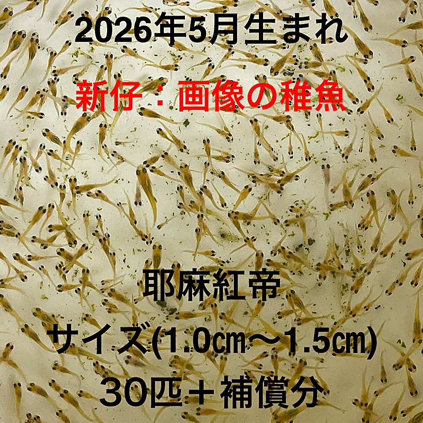 V1●※メダカ稚魚初出荷※●2026年5月生まれ●極上：極赤★画像の稚魚【耶摩紅帝：30匹＋補償分】サイズ(1.0cm～1.5cm）在庫がなくなり次第終了致します。※●自店舗で生産している画像2【親魚】の耶摩紅帝の稚魚を発送致します。●※ス...
