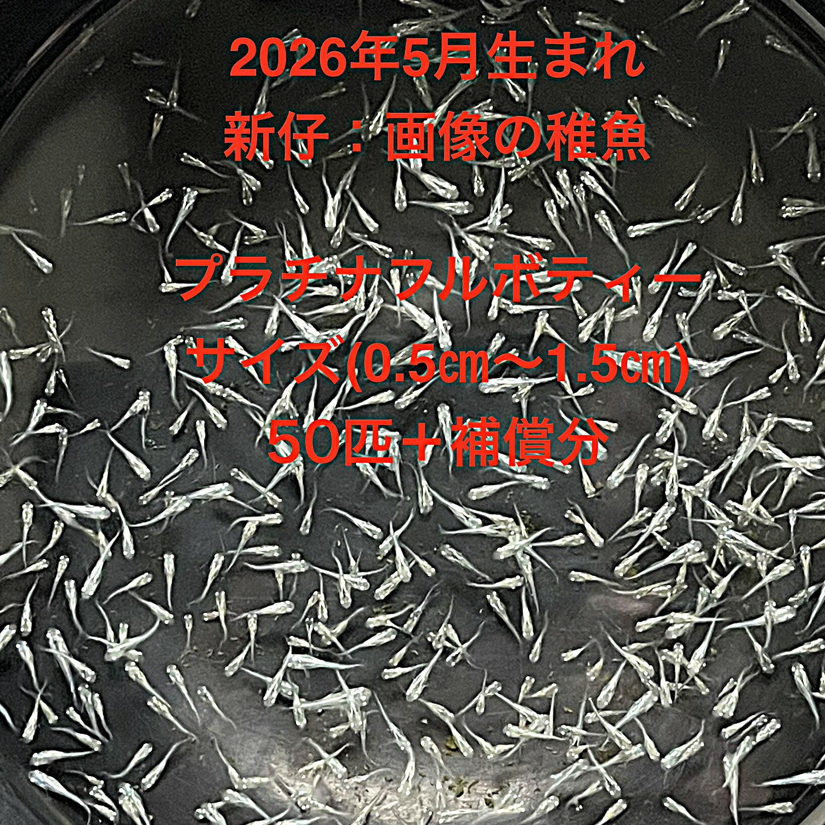 B1●※メダカ稚魚初出荷※●2026年5月孵化●極上：体外光系★画像の稚魚【プラチナフルボディー：50匹＋補償分】サイズ(0.5cm～1.5cm）在庫がなくなり次第終了致します。※●自店舗で生産している画像2のプラチナフルボディーの稚魚を発...