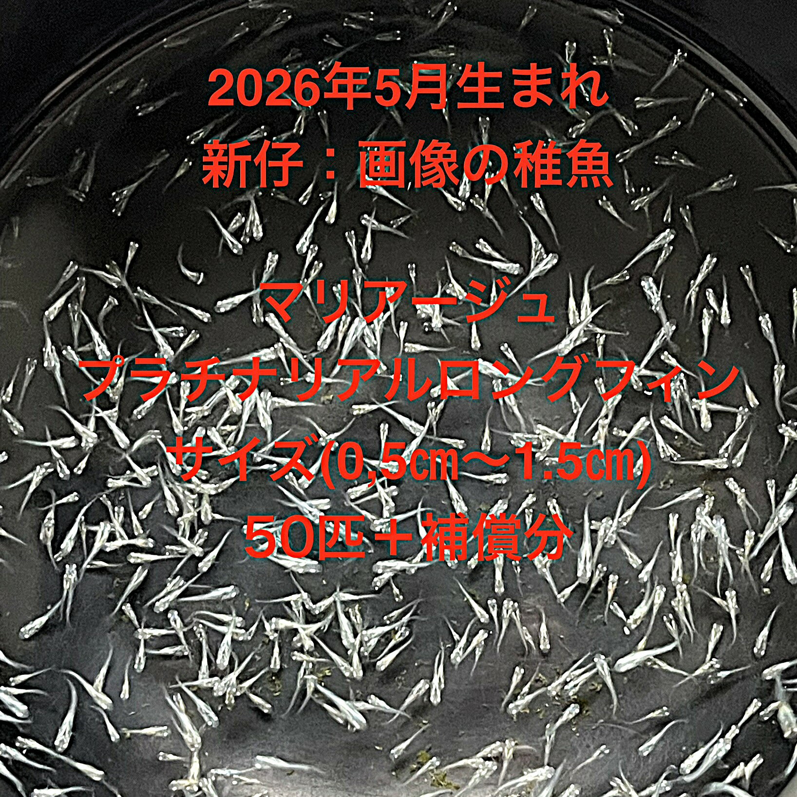 N1●※メダカ稚魚初出荷※●2026年5月孵化●極上：体外光系★画像の稚魚【マリアージュプラチナリアルロングフィン：50匹＋補償分】サイズ(0.5cm～1.5cm）在庫がなくなり次第終了致します。※●自店舗で生産している画像2のマリアージュ...