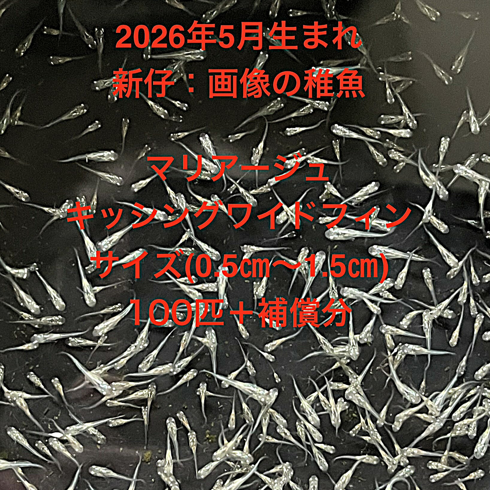 M1●※メダカ稚魚初出荷※●2026年5月孵化●極上：キッシング系★画像の稚魚【マリアージュキッシングワイドフィン：100匹＋補償分】サイズ(0.5cm～1.5cm）在庫がなくなり次第終了致します。※●自店舗で生産している画像2のマリアージ...