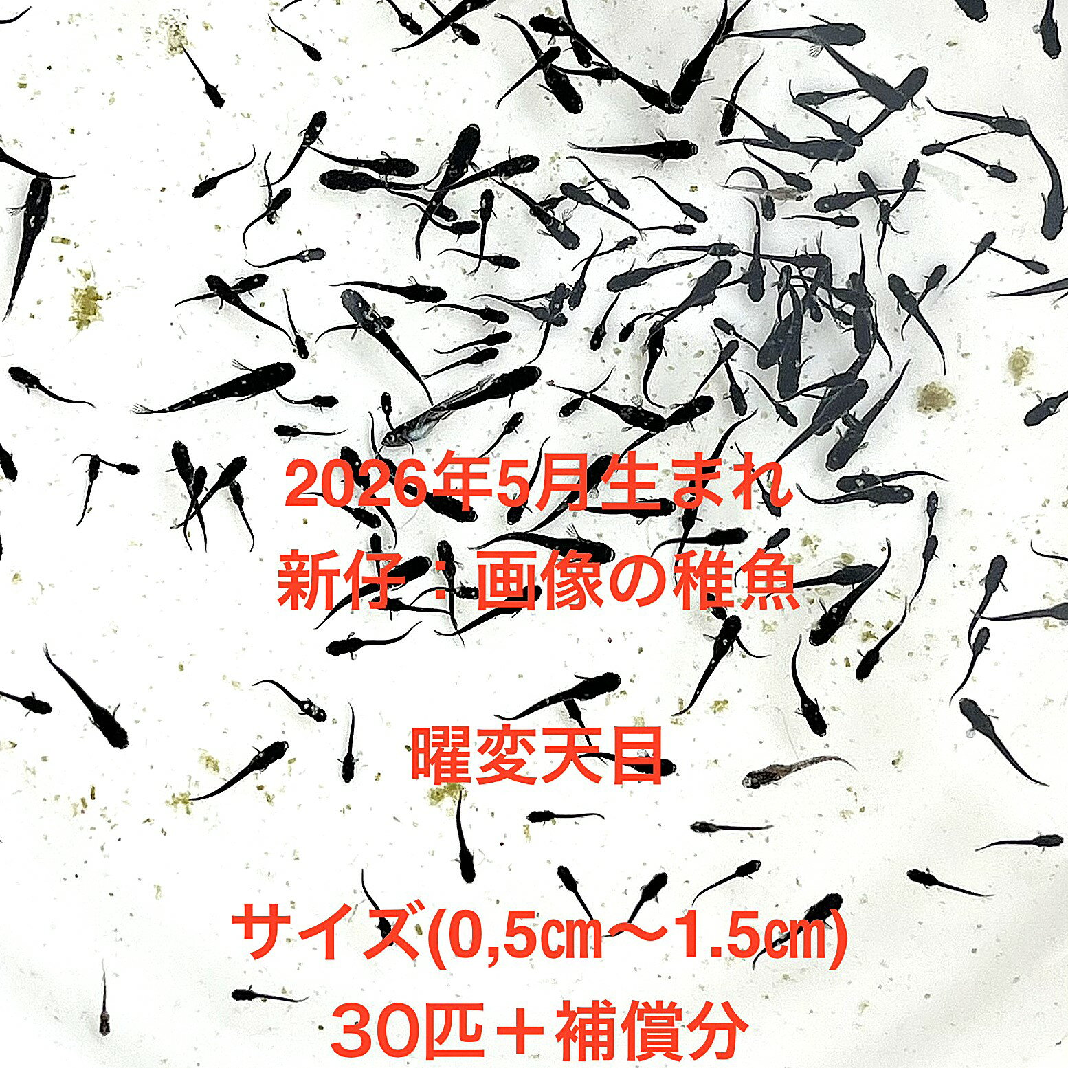 W1●※メダカ稚魚初出荷※●2026年5月孵化●極上：極黒★画像の稚魚【曜変天目：30匹＋補償分】サイズ(0.5cm～1.5cm）在庫がなくなり次第終了致します。※●自店舗で生産している画像2【親魚】の曜変天目の稚魚を発送致します。●※スマ...
