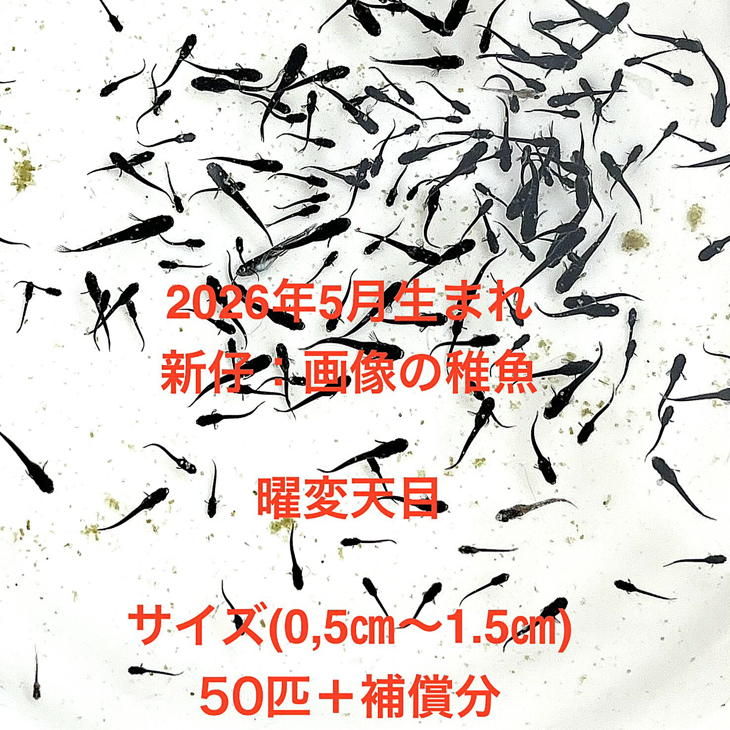 W1●※メダカ稚魚初出荷※●2026年5月孵化●極上：極黒★画像の稚魚【曜変天目：50匹＋補償分】サイズ(0.5cm～1.5cm）在庫がなくなり次第終了致します。※●自店舗で生産している画像2【親魚】の曜変天目の稚魚を発送致します。●※スマ...
