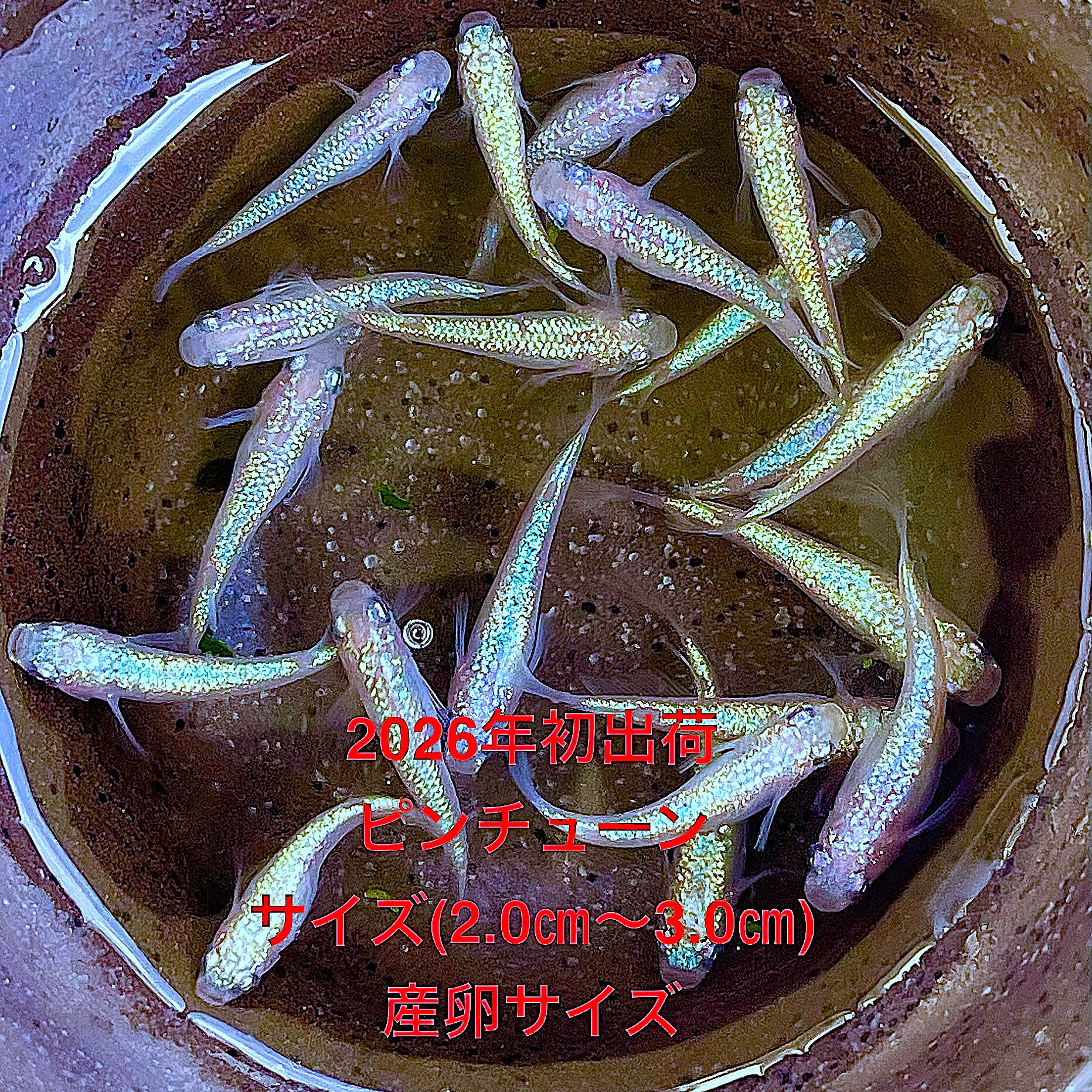 ●※めだか2026年初出荷※●最新世代★極上固体★ピンクサファイア系★種親クラス★産卵サイズ★【新種：ピンチューン：5ペアセット】サイズ(2,0cm～3,0cm)・在庫が無くなり次第終了致します。●※スマホでご覧の方は画像左下の動画をタッチ...