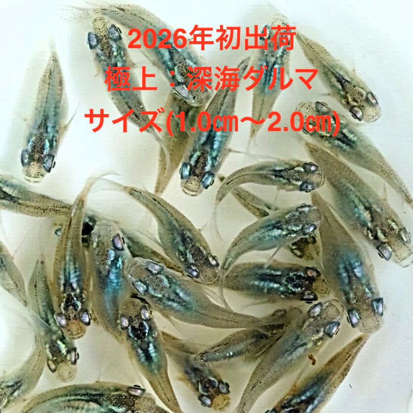 ●※めだか2026年初出荷※●最新世代★極上固体★ブルー系★種親クラス★【深海ダルマ：5ペアセット】サイズ(1,0cm～2,0cm)・在庫が無くなり次第終了致します。●※スマホでご覧の方は画像左下の動画をタッチしてください画像の動画が見られ...