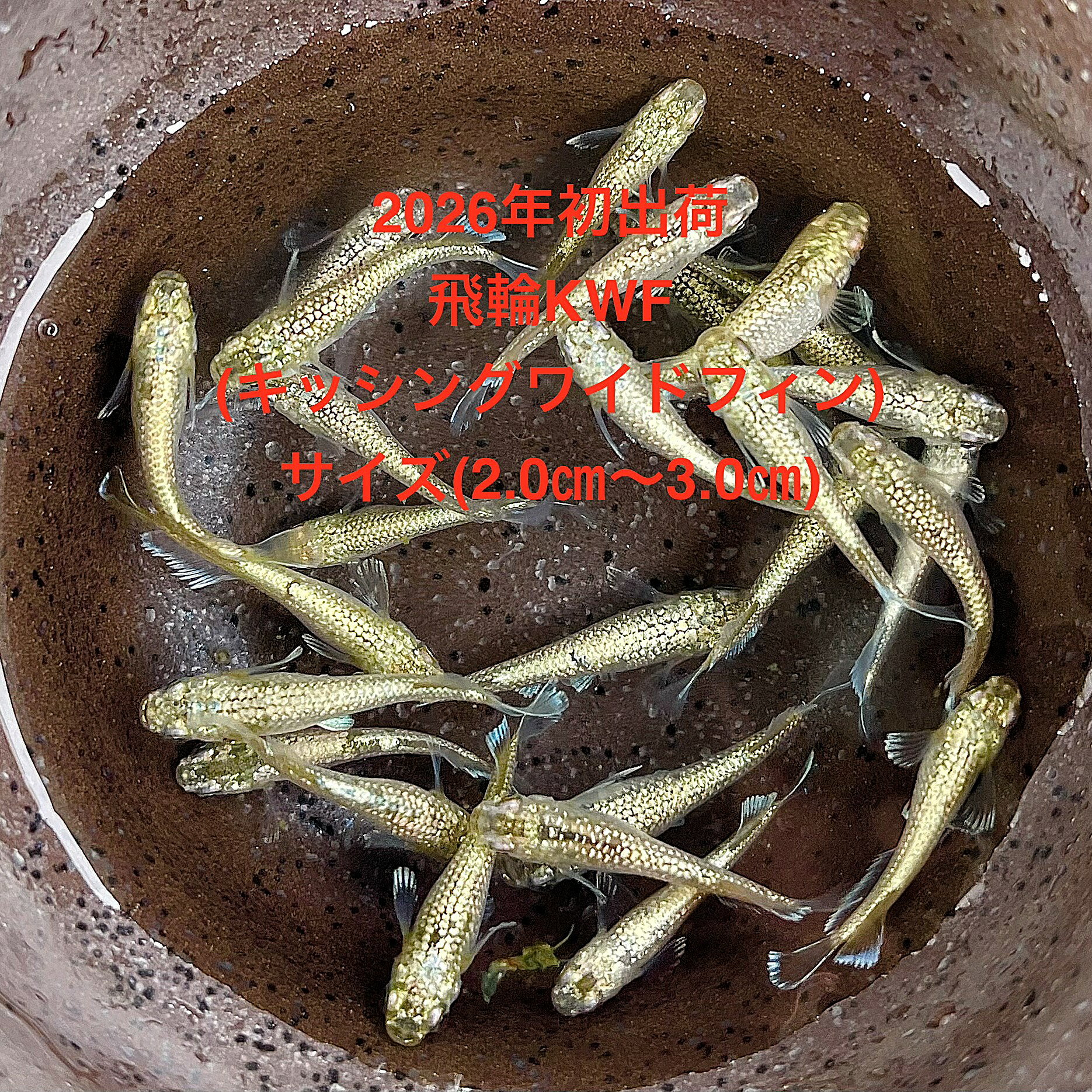●※めだか2026年初出荷※●新品種●最新世代★極上個体★ワイドフィン系★【飛輪KWF(キッシングワイドフィン） ：3ペアセット】サイズML(2,0cm〜3,0cm)・在庫がなくなり次第終了致します。●※スマホでご覧の方は画像左下の動画をタ...