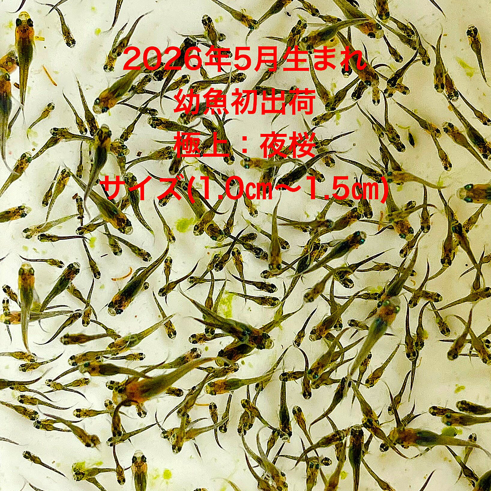 ●※メダカ幼魚初出荷※●2026年5月孵化★新系統★極上個体★極上：多色ラメ★画像2の親から生まれた幼魚★【夜桜めだか：30匹＋補償分】サイズML(1,0cm〜1.5cm)。・在庫がなくなり次第終了致します。●※スマホでご覧の方は画像左下の...
