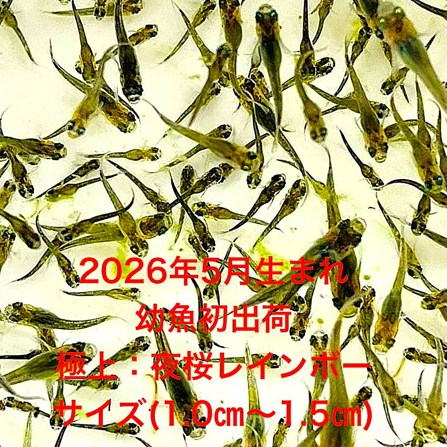 ●※メダカ幼魚初出荷※●2026年5月孵化★極上個体★極上：多色ラメ★画像2の親から生まれた幼魚★【夜桜レインボー：30匹＋補償分】サイズML(1,0cm〜1.5cm)。・在庫がなくなり次第終了致します。●※スマホでご覧の方は画像左下の動画...