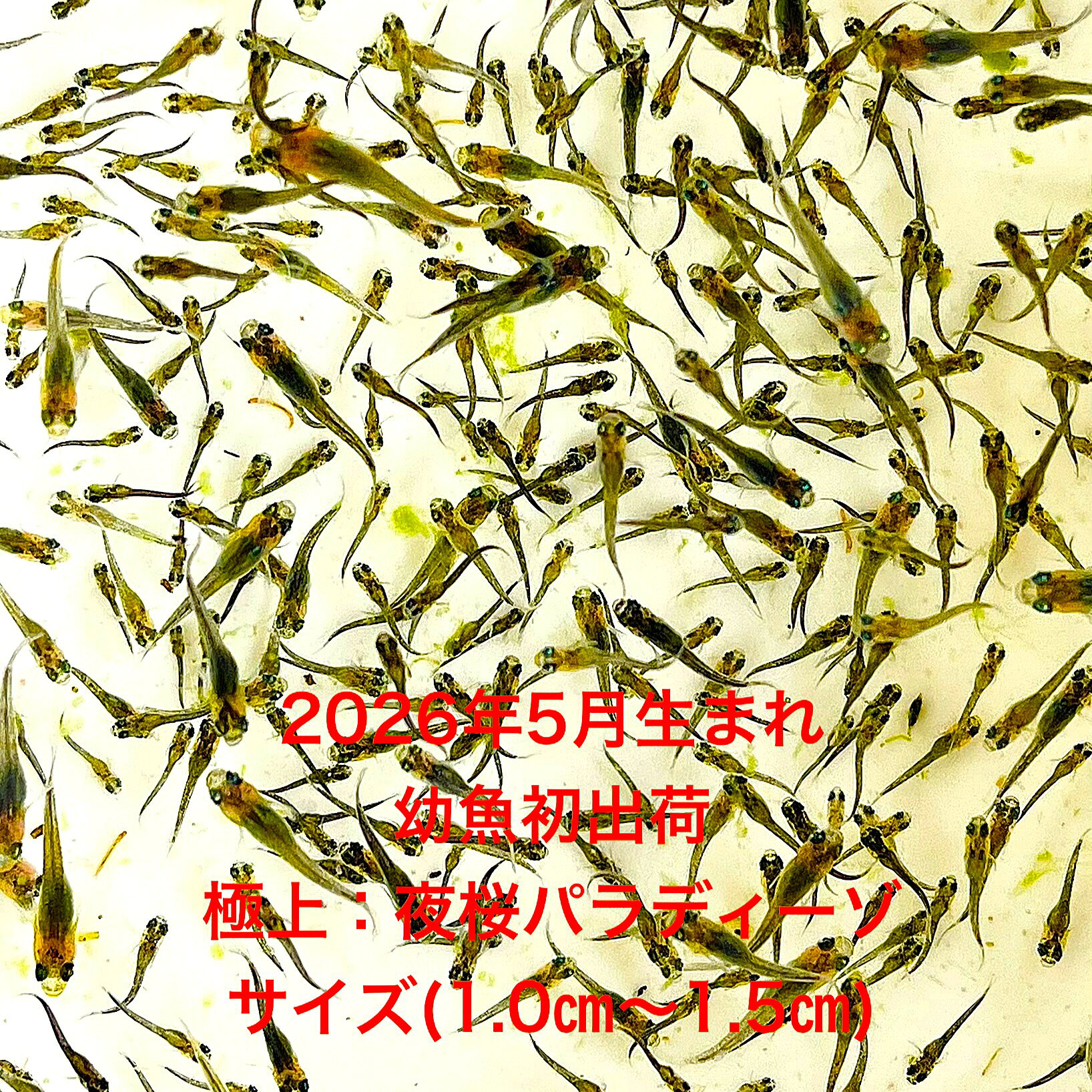 ●※メダカ幼魚初出荷※●2026年5月孵化★極上個体★極上：多色ラメ★画像2の親から生まれた幼魚★【夜桜パラディーゾ：20匹＋補償分】サイズML(1,0cm〜1.5cm)。・在庫がなくなり次第終了致します。●※スマホでご覧の方は画像左下の動...
