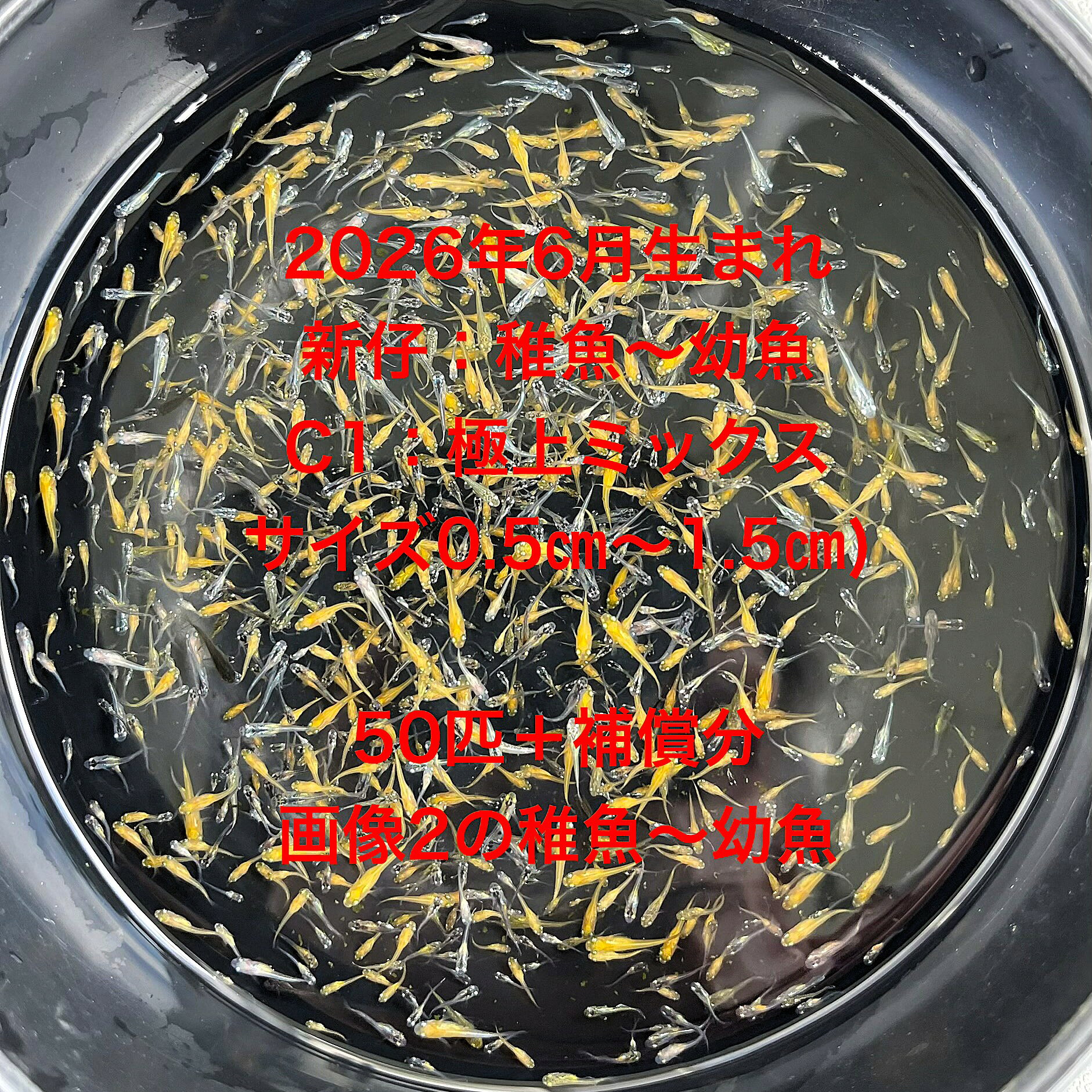 C1●※メダカ稚魚～幼魚初出荷※●2026年6月生まれ●極上ミックス★【画像2のメダカの稚魚～幼魚：50匹＋補償分】サイズ(0.5cm～1.5cm）在庫がなくなり次第終了致します。※●自店舗で生産している画像2のメダカミックスの稚魚～幼魚を...