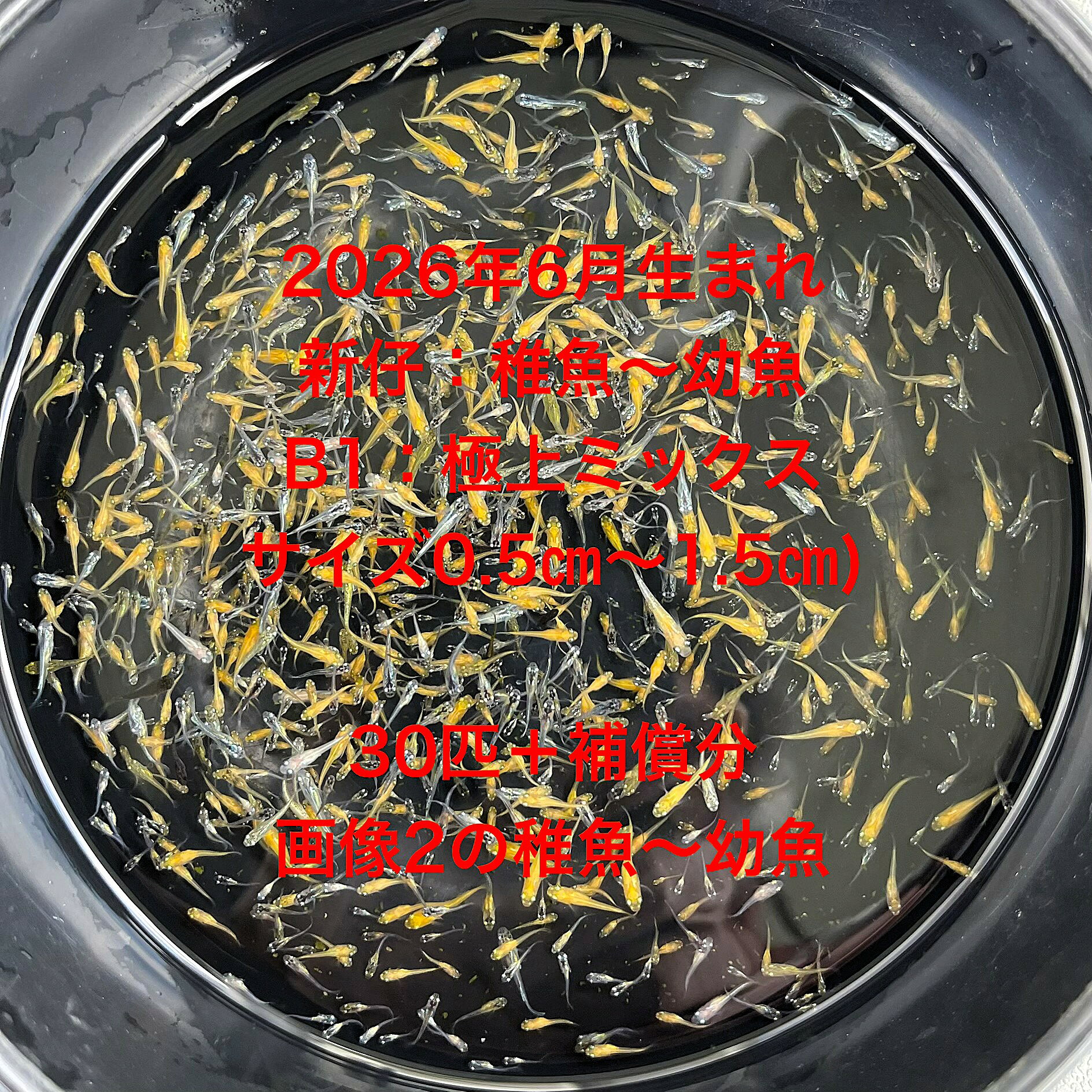 B1●※メダカ稚魚～幼魚初出荷※●2026年6月生まれ●極上ミックス★【画像2のメダカの稚魚～幼魚：30匹＋補償分】サイズ(0.5cm～1.5cm）在庫がなくなり次第終了致します。※●自店舗で生産している画像2のメダカミックスの稚魚～幼魚を...