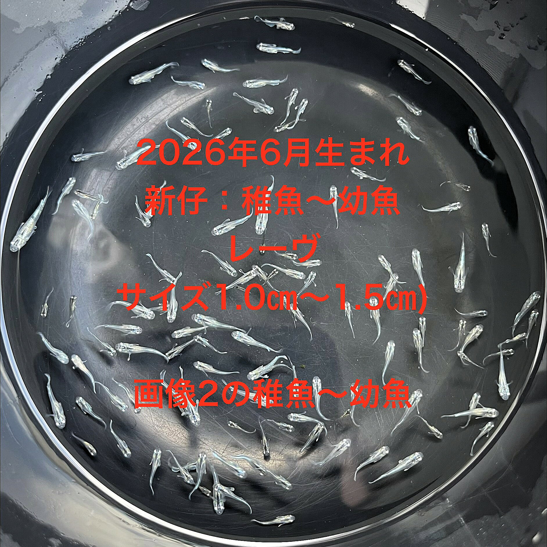 X1●※メダカ稚魚～幼魚初出荷※●2026年6月生まれ●レーヴ★【レーヴ稚魚～幼魚：30匹＋補償分】サイズ(1.0cm～1.5cm）在庫がなくなり次第終了致します。※●自店舗で生産している画像2のレーヴの稚魚～幼魚を発送致します。到着時の死...