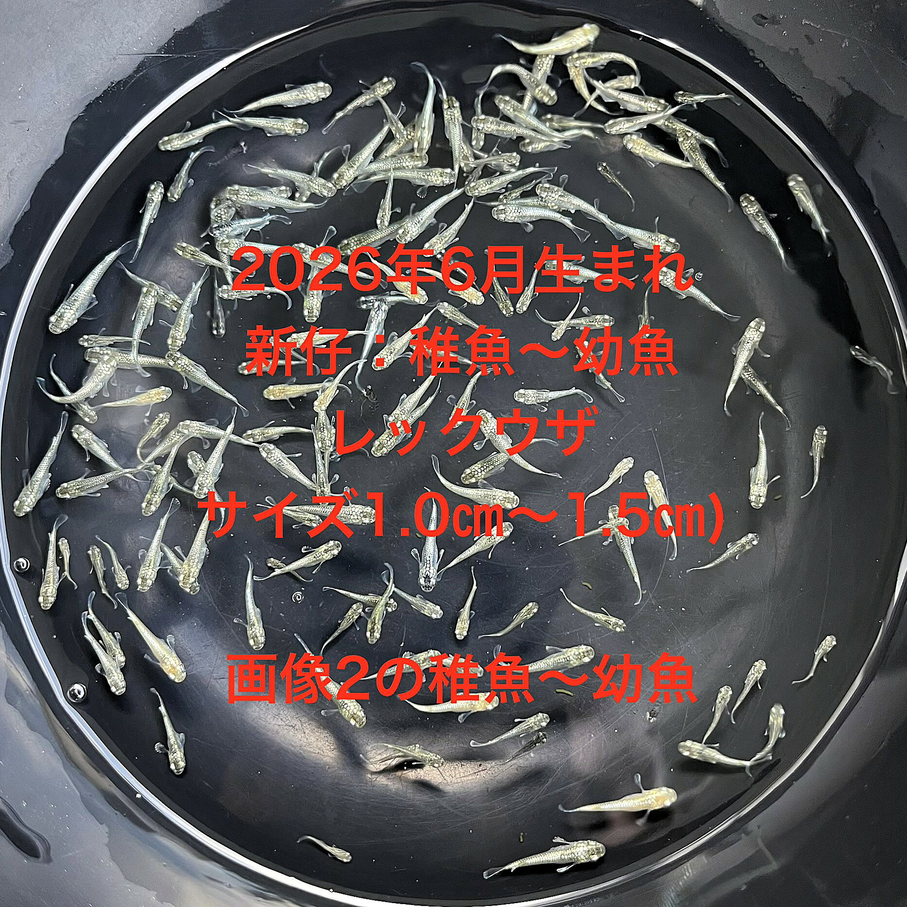 B1●※メダカ稚魚～幼魚初出荷※●2026年6月生まれ●レックウザ★【レックウザ稚魚～幼魚：30匹＋補償分】サイズ(1.0cm～1.5cm）在庫がなくなり次第終了致します。※●自店舗で生産している画像2のレックウザの稚魚～幼魚を発送致します...